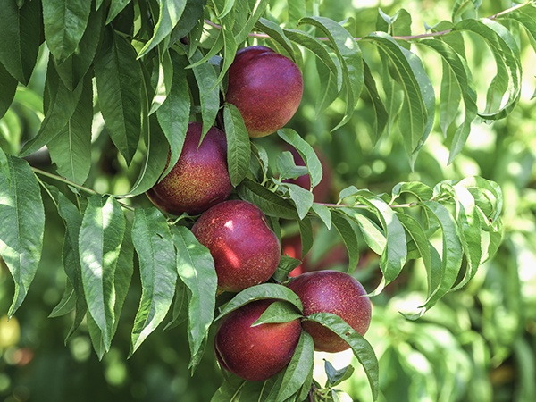 Garden Delight Miniature Nectarine, Monrovia Plant