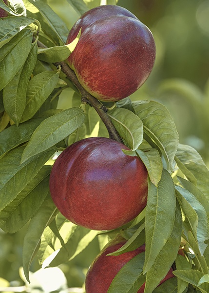 Necta Zee Miniature Nectarine, Prunus persica var. nucipersica 'Necta Zee'