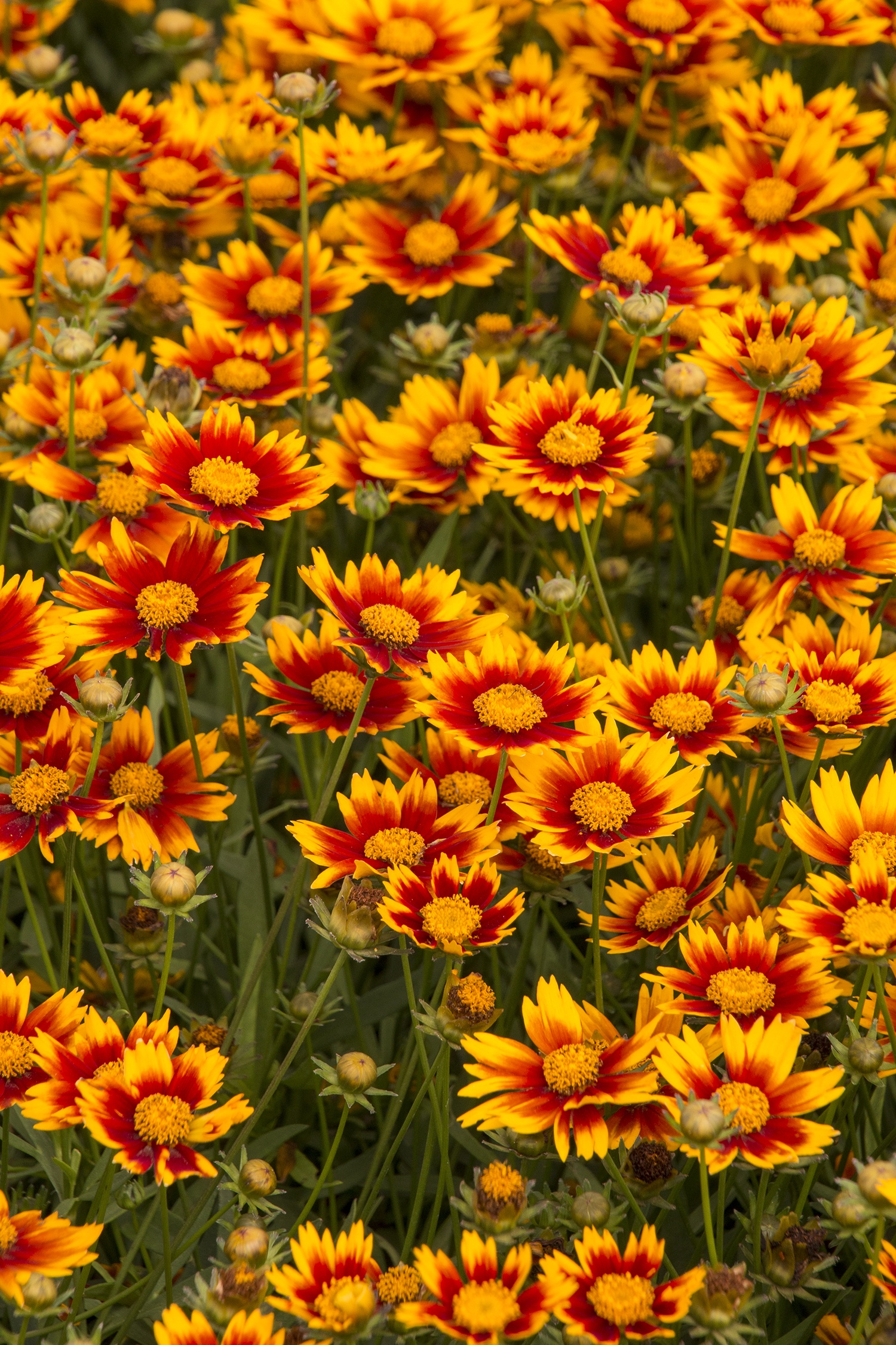 Li'l Bang™ Daybreak Coreopsis, Coreopsis hybrid 'Daybreak' PP #27,138