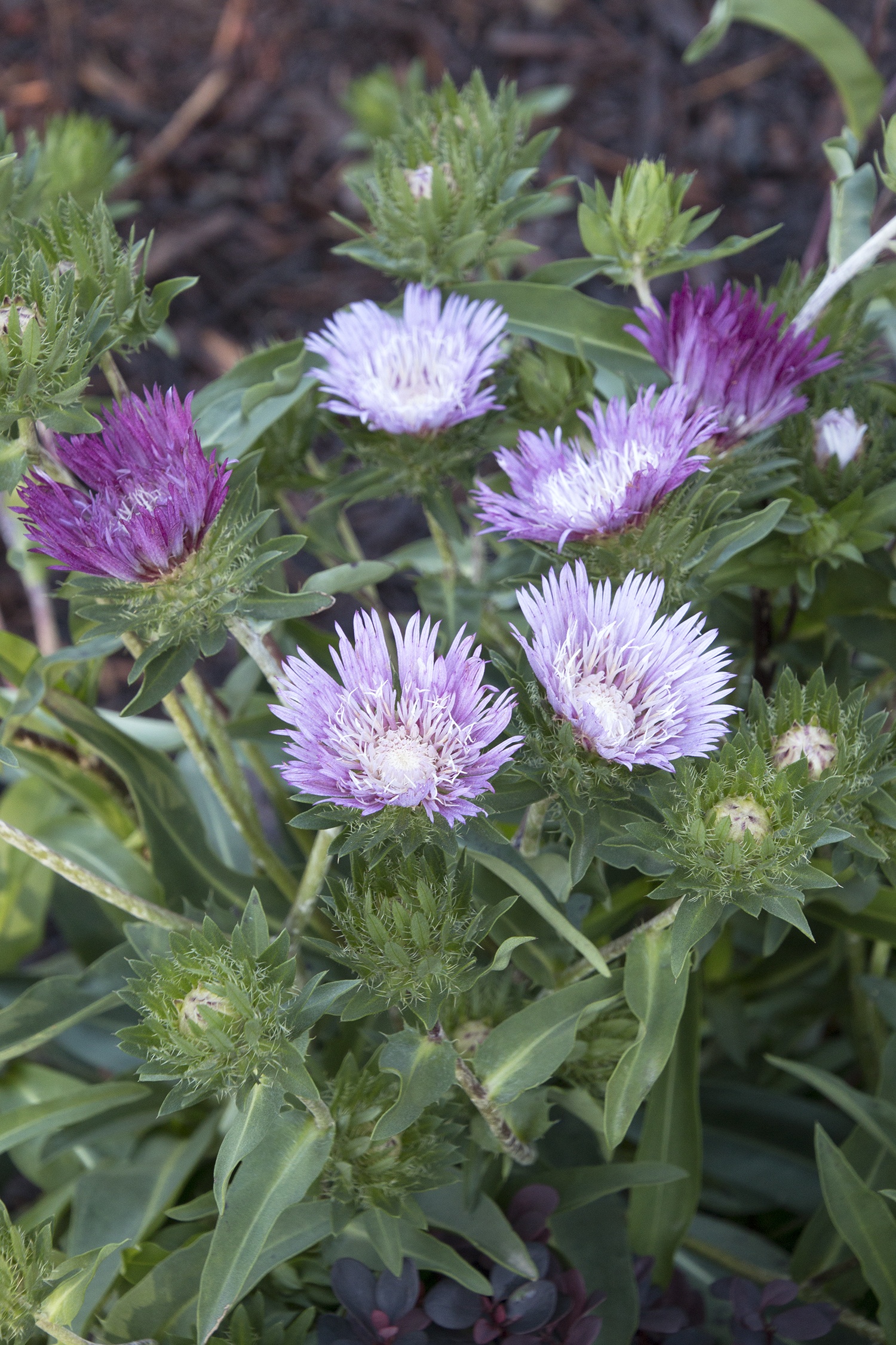 Color Wheel Stokes' Aster, Stokesia laevis 'Color Wheel', Monrovia Plant