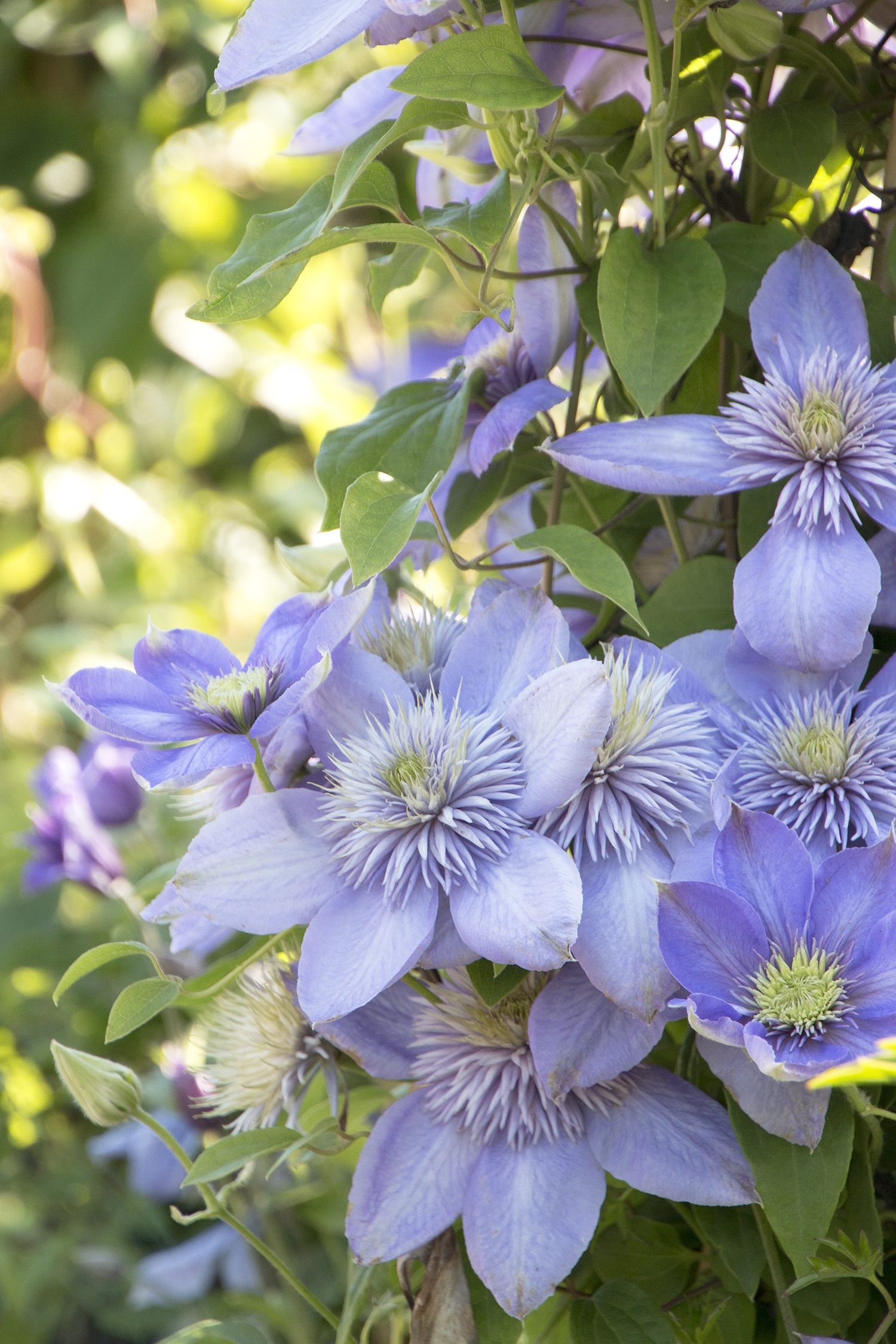 Blue Light® Clematis, Clematis hybrid 'Vanso', Monrovia Plant