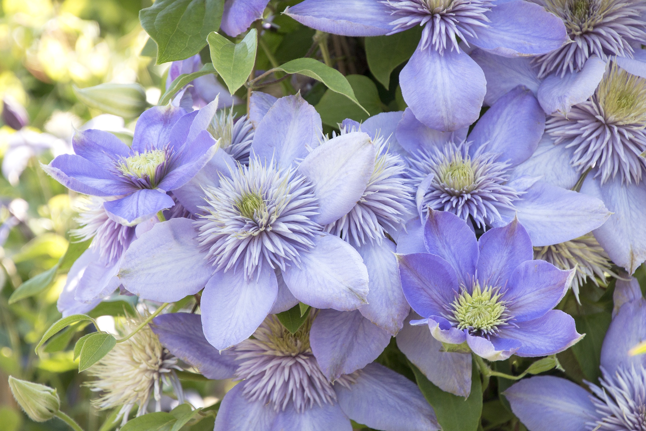 Blue Light® Clematis, Clematis hybrid 'Vanso', Monrovia Plant