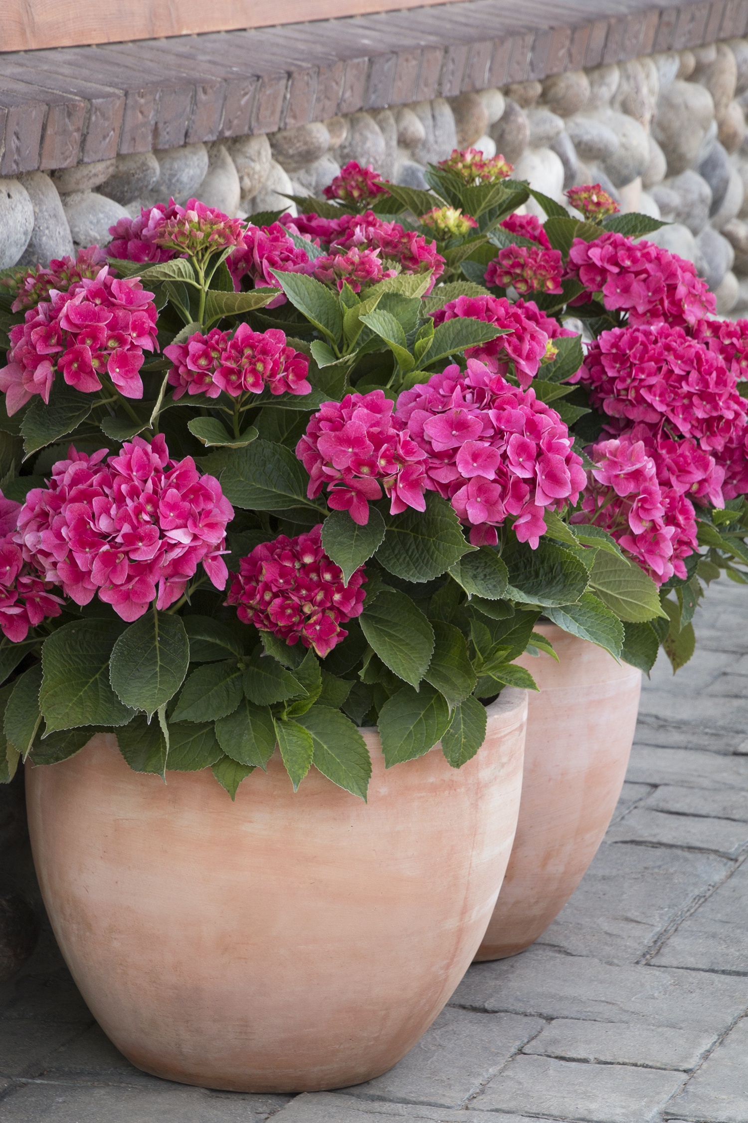 Red N' Pretty® Hydrangea, Hydrangea macrophylla 'Monred', Monrovia Plant