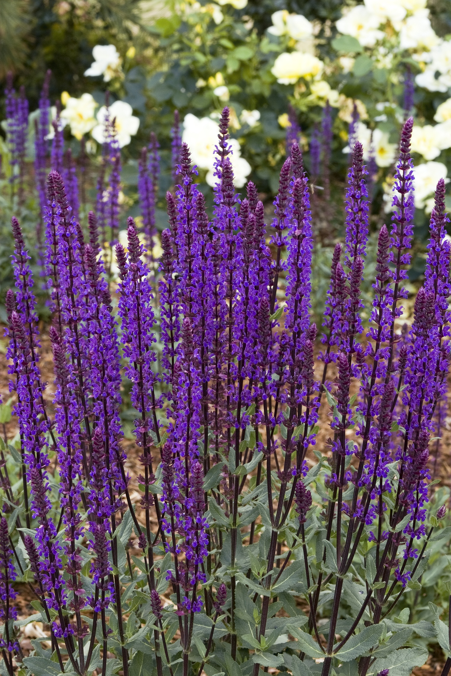 Caradonna Meadow Sage, Salvia nemorosa 'Caradonna', Monrovia Plant