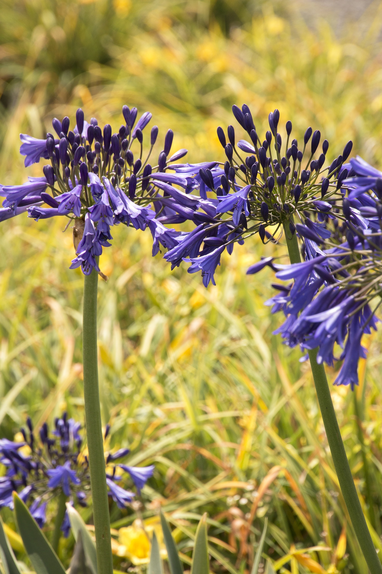 Storm Cloud Agapanthus, Agapanthus 'Storm Cloud', Monrovia Plant