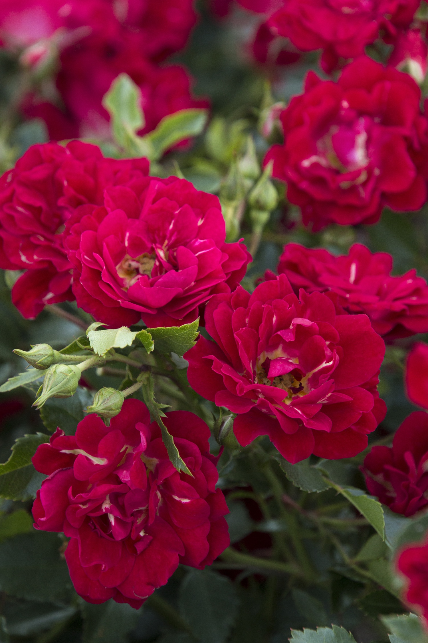 Red Drift® Groundcover Rose, Rosa hybrid 'Meigalpio' PP #17877