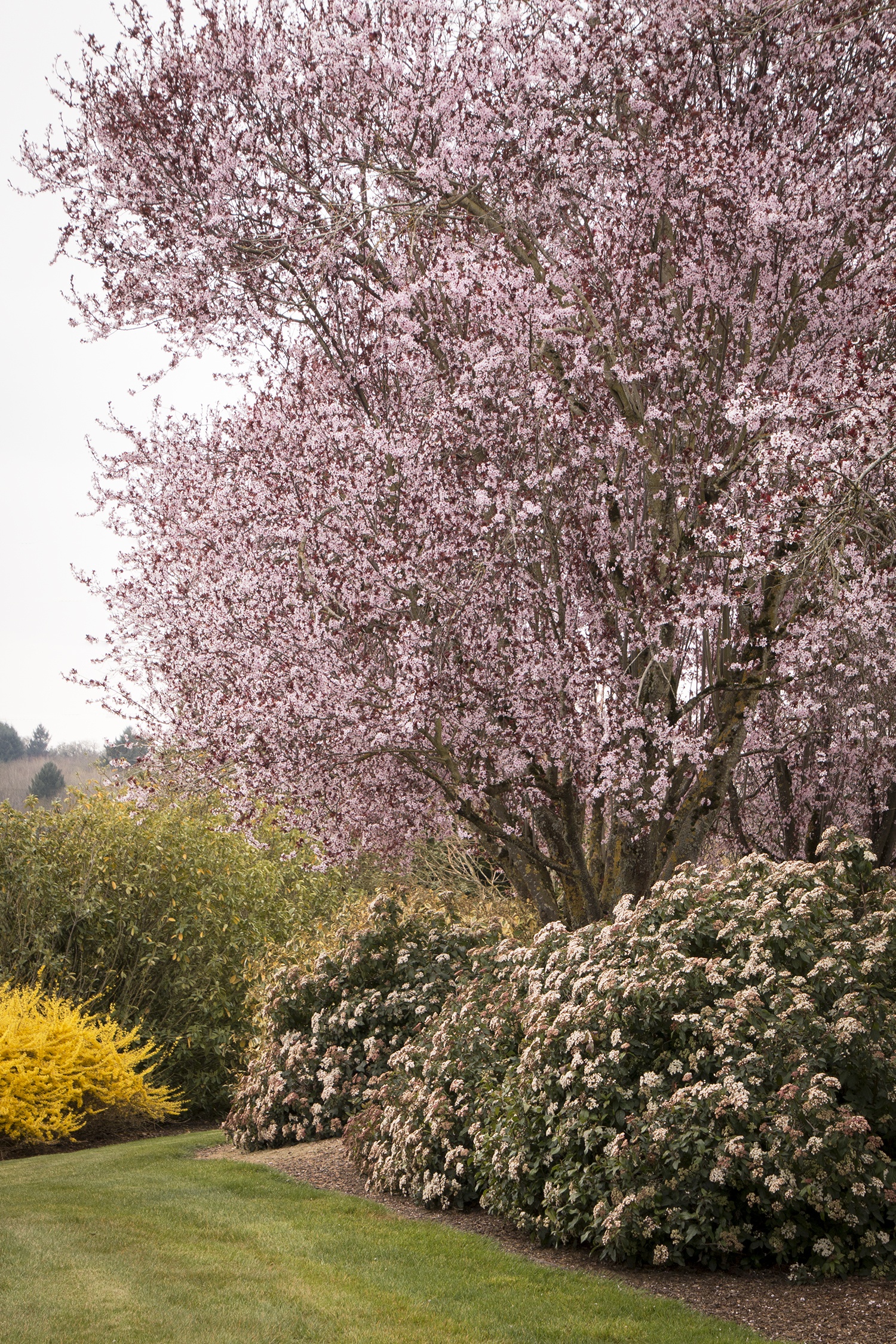 Compact Laurustinus, Viburnum tinus 'compactum', Monrovia Plant
