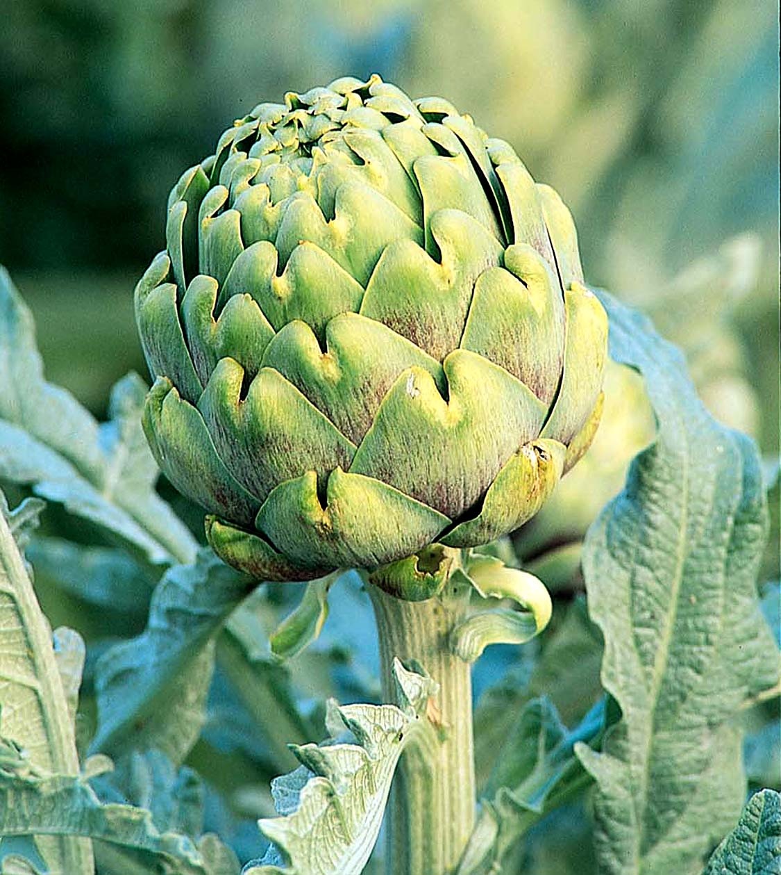 Improved Green Globe Artichoke, Cynara scolymus 'Improved Green Globe'