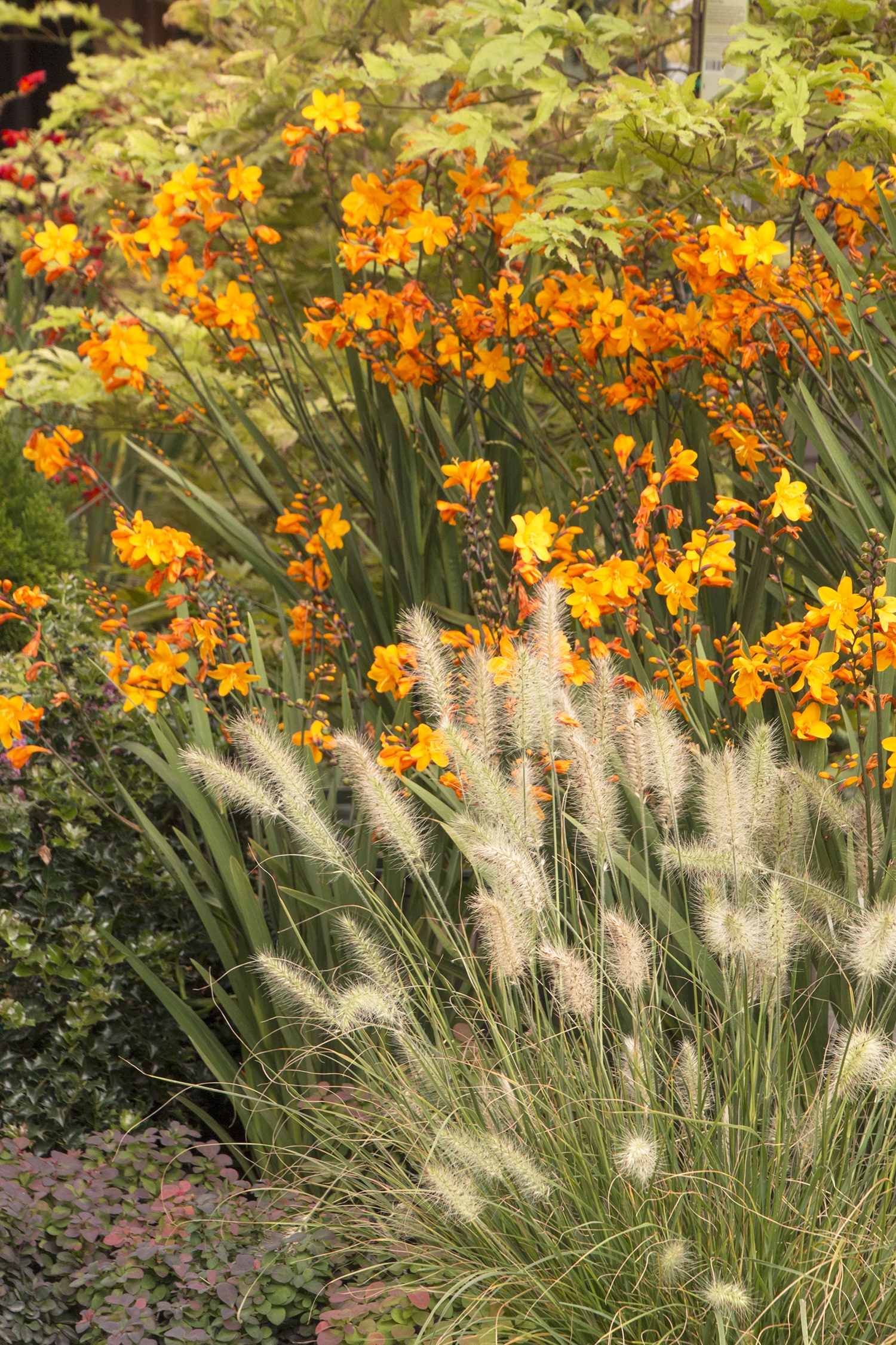 Little Bunny Dwarf Fountain Grass, Pennisetum alopecuroides 'Little Bunny'