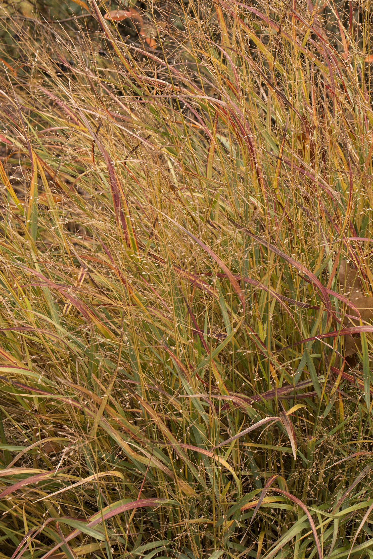 Shenandoah Switch Grass, Panicum virgatum 'Shenandoah', Monrovia Plant
