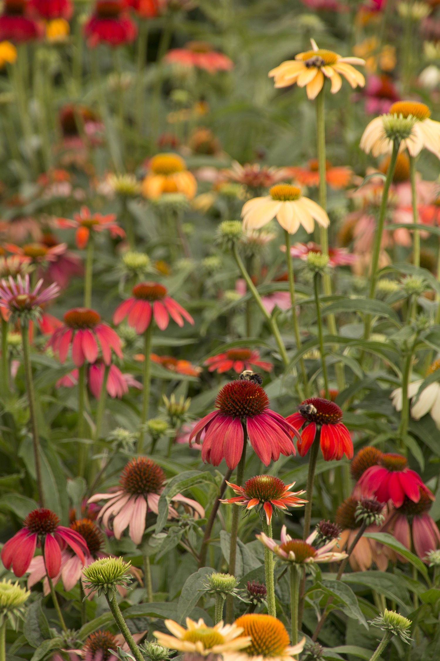 Cheyenne Spirit Echinacea, Echinacea hybrid 'Cheyenne Spirit'