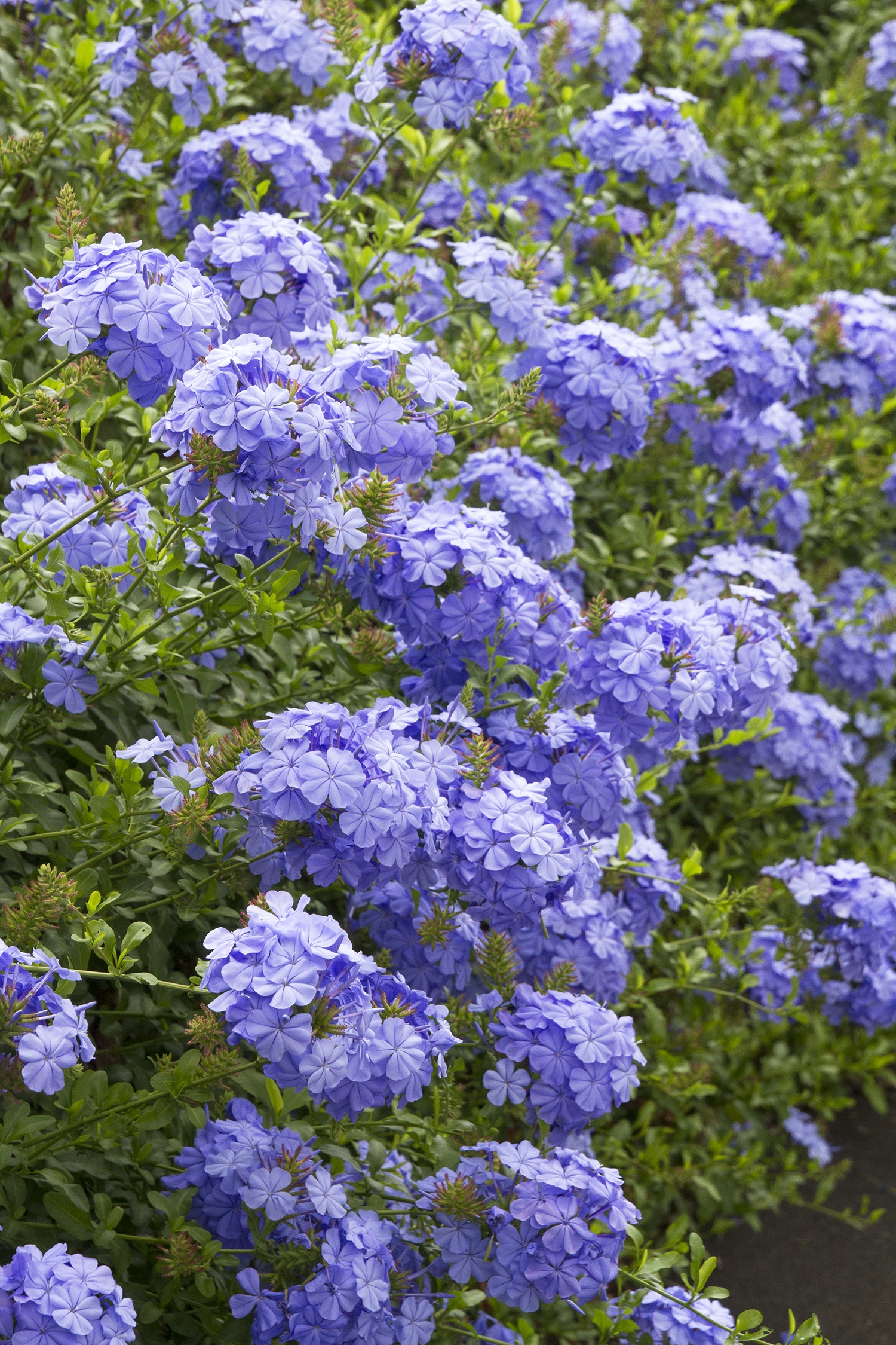 Royal Cape® Plumbago, Plumbago auriculata 'Monott', Monrovia Plant