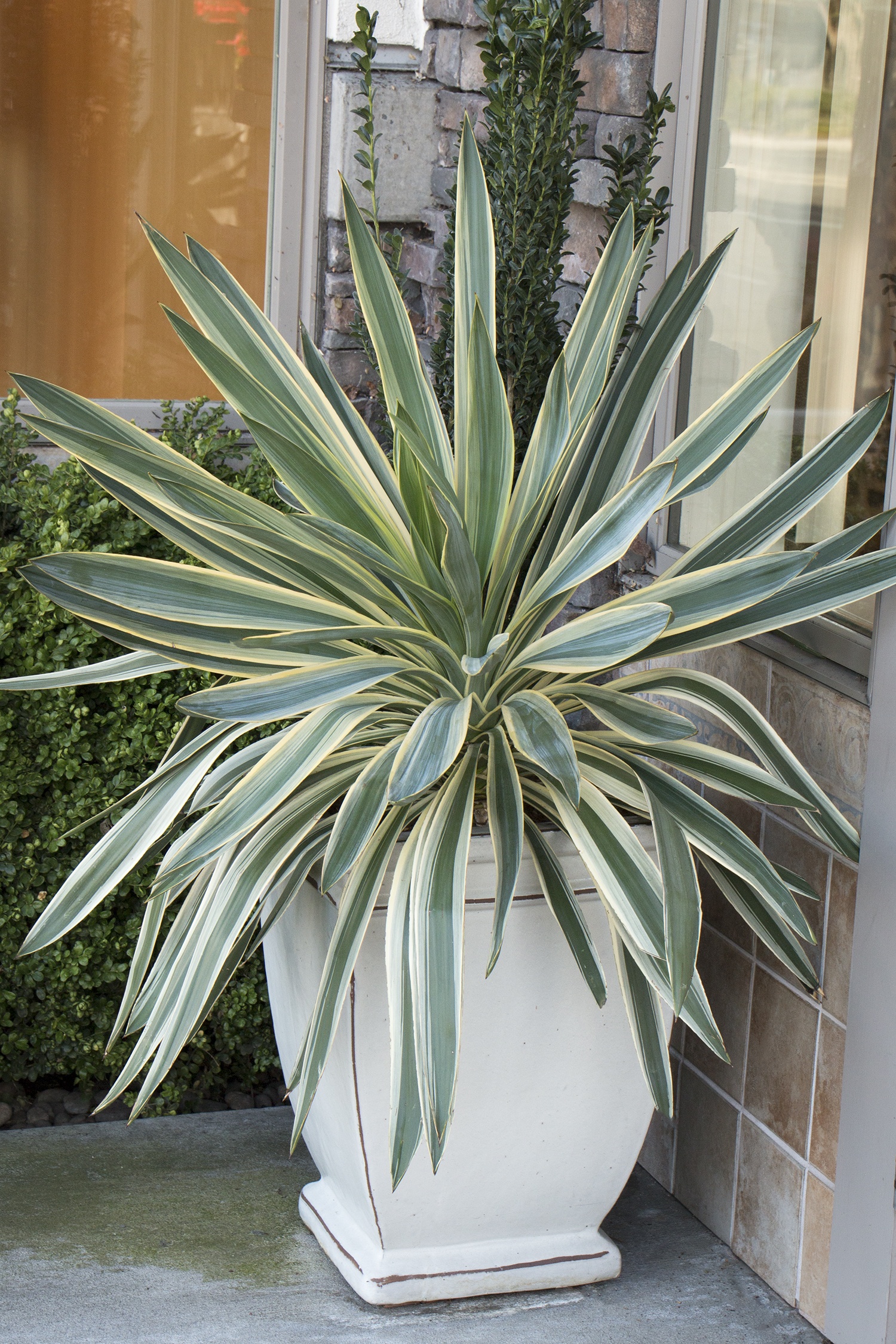 Variegated Yucca, Yucca gloriosa 'Variegata', Monrovia Plant