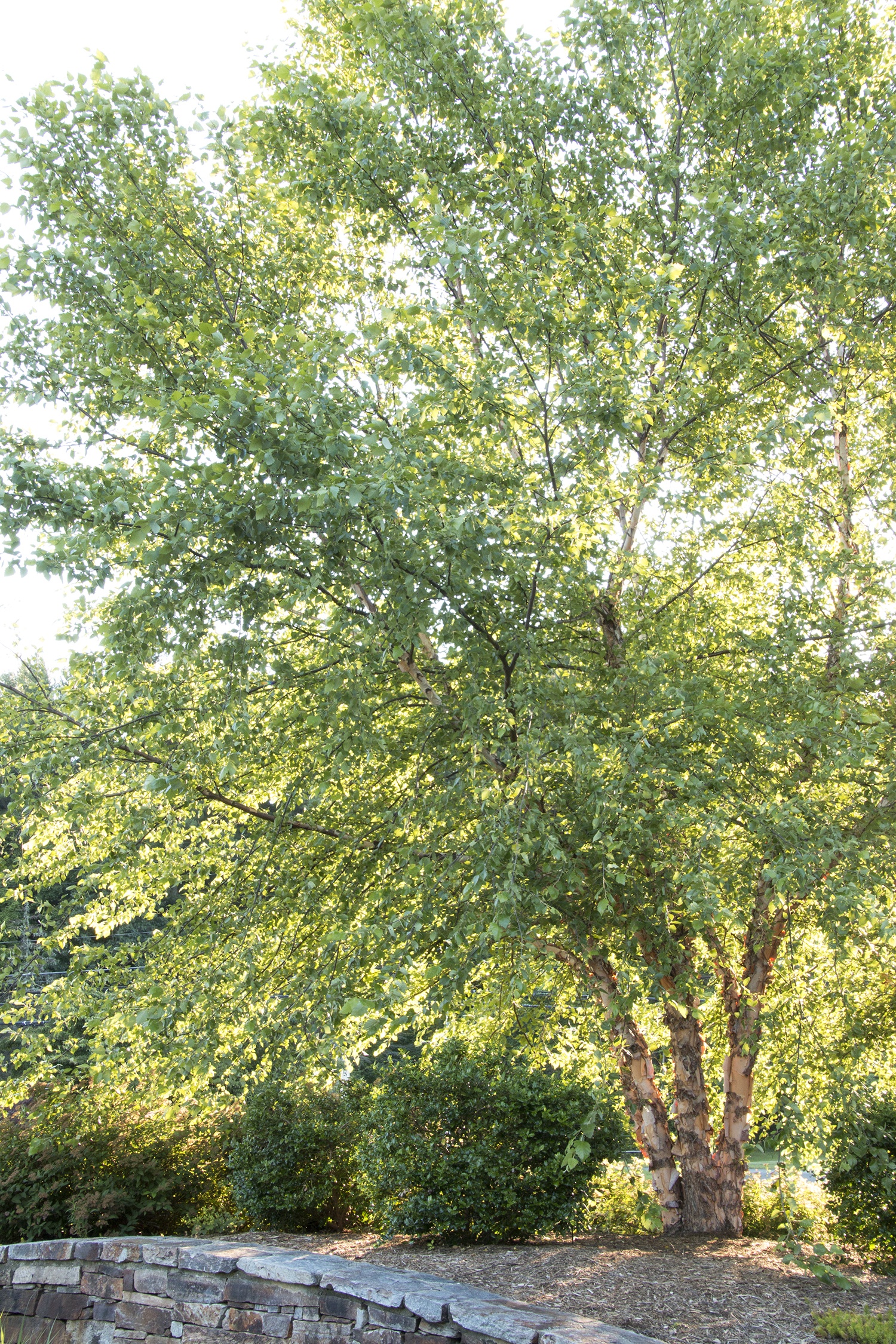 Heritage® River Birch (Multi-Branch), Betula nigra 'Cully', Monrovia Plant