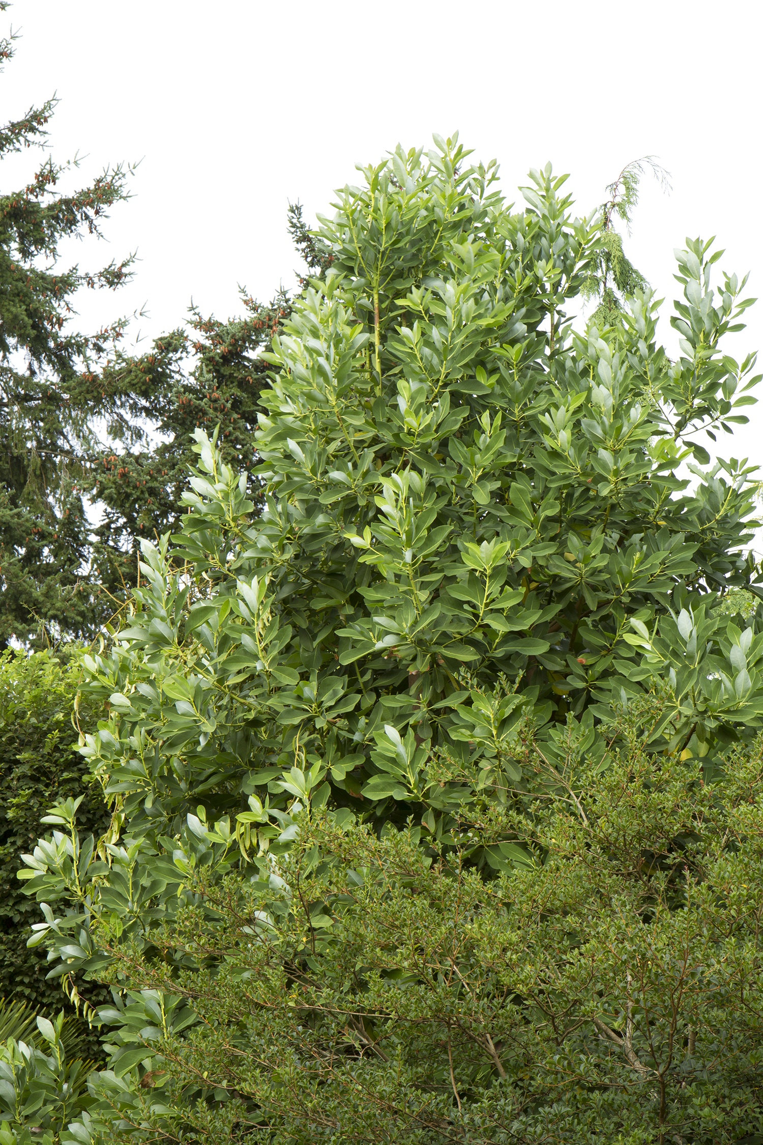 Pewter Pillar® Winter's Bark, Drimys winteri var. chiloense