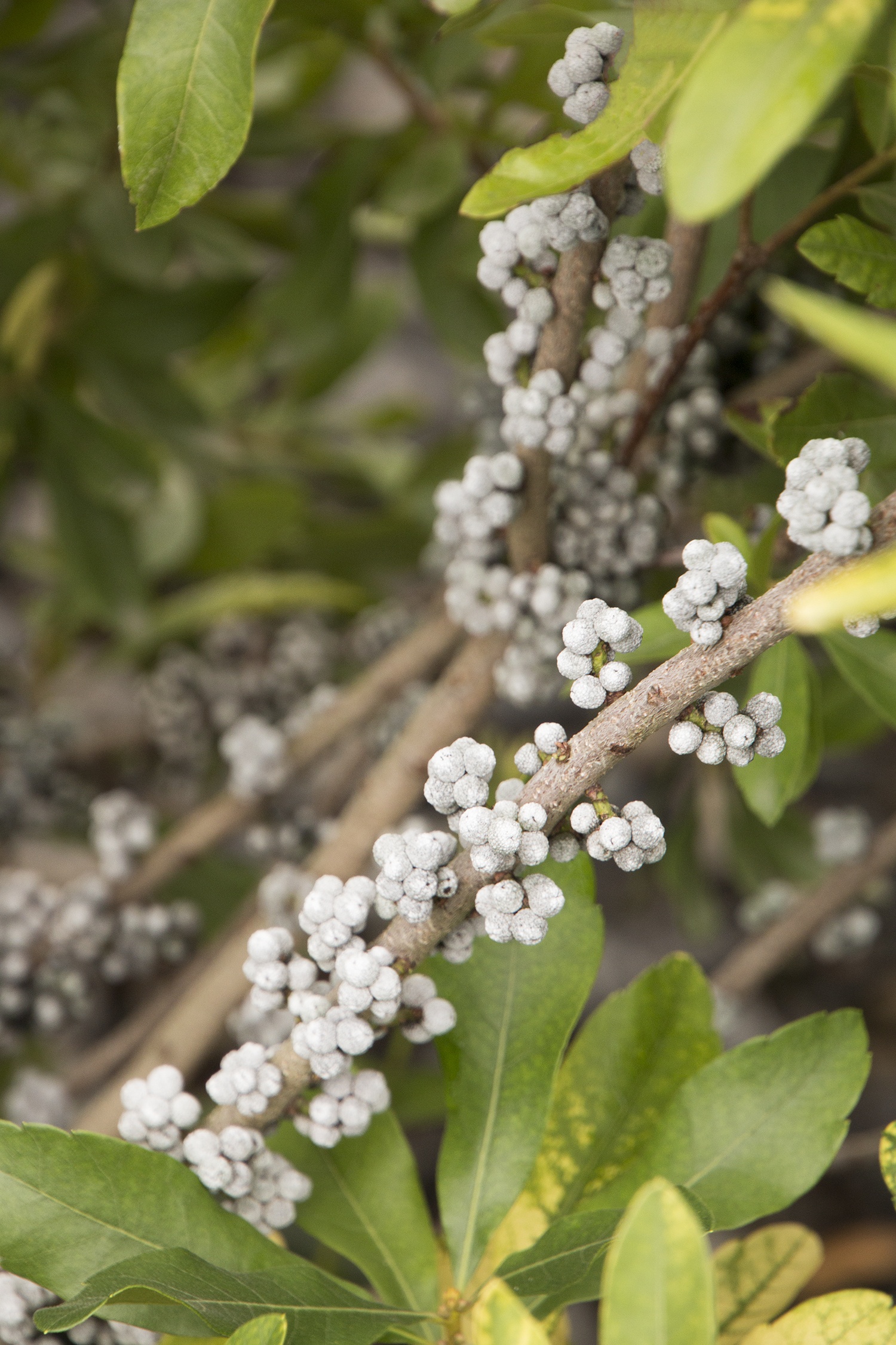 Northern Bayberry, Myrica pennsylvanica, Monrovia Plant