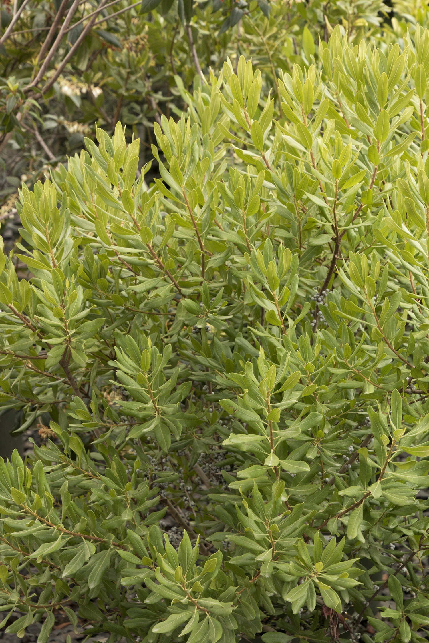 Northern Bayberry, Myrica pennsylvanica, Monrovia Plant