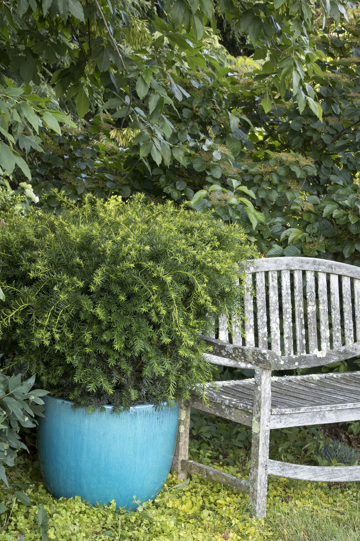 Dense Spreading Yew, Taxus x media 'Densiformis', Monrovia Plant
