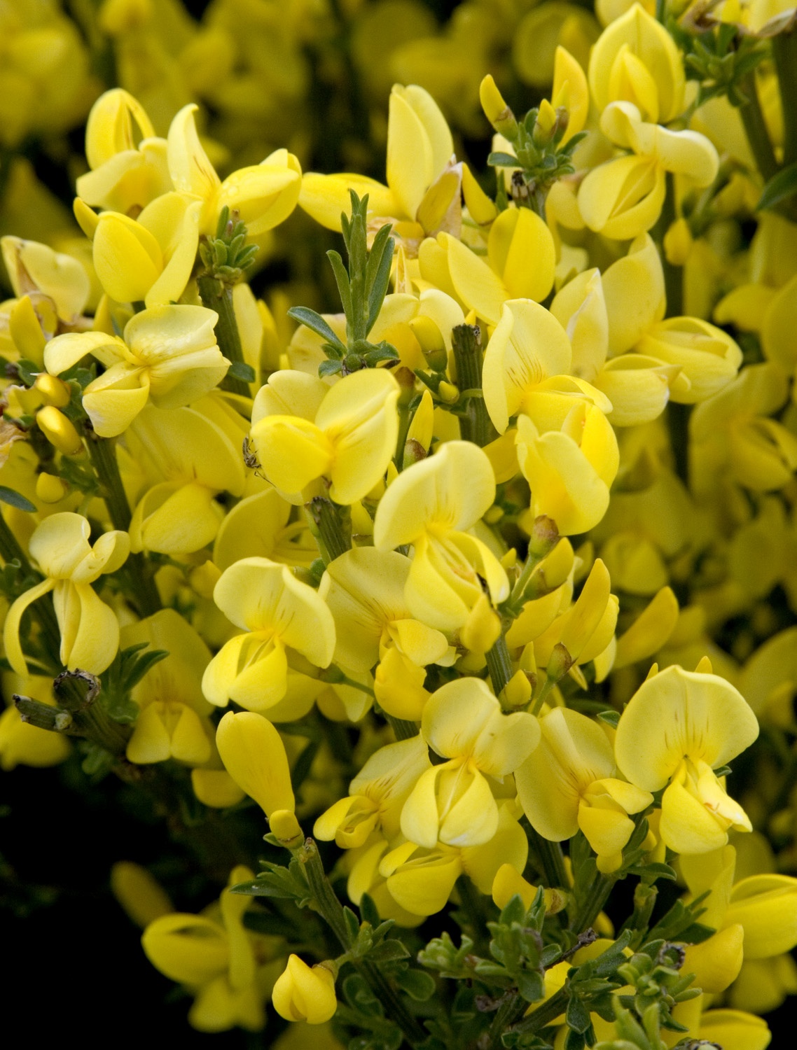 Allgold Broom, Cytisus x praecox (C. multiflorus x C. purgans) 'Allgold'