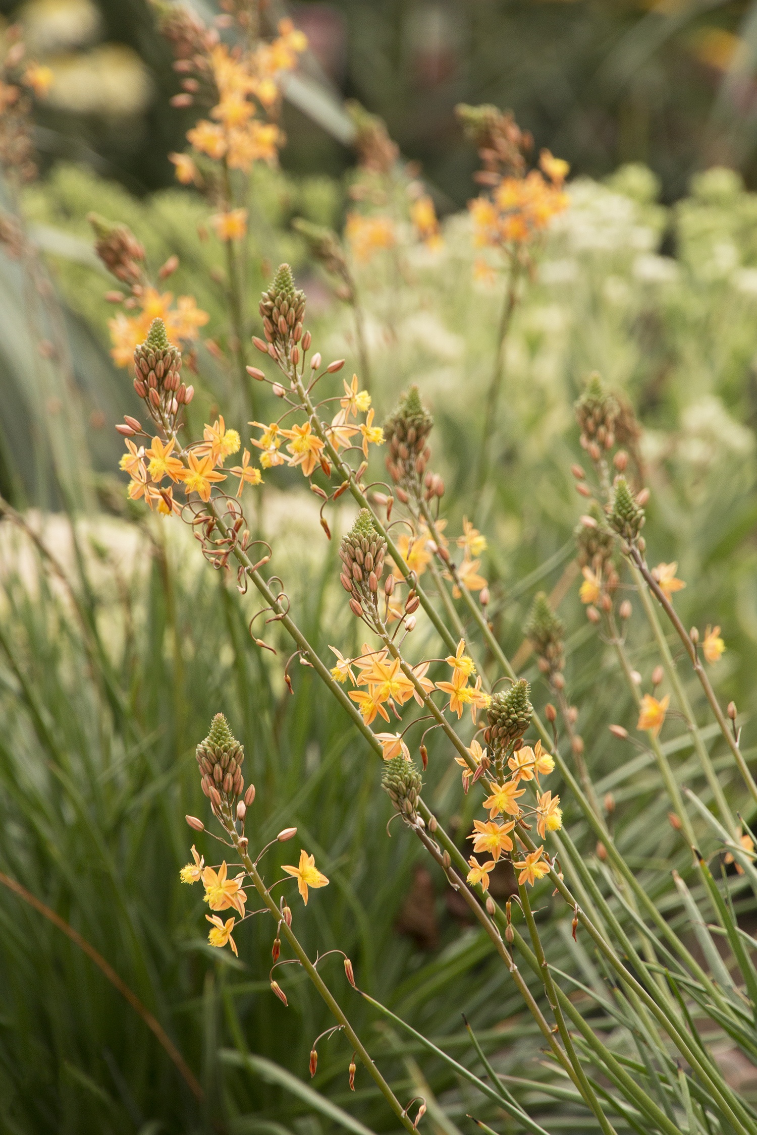 Orange Stalked Bulbine, Bulbine frutescens 'Orange', Monrovia Plant
