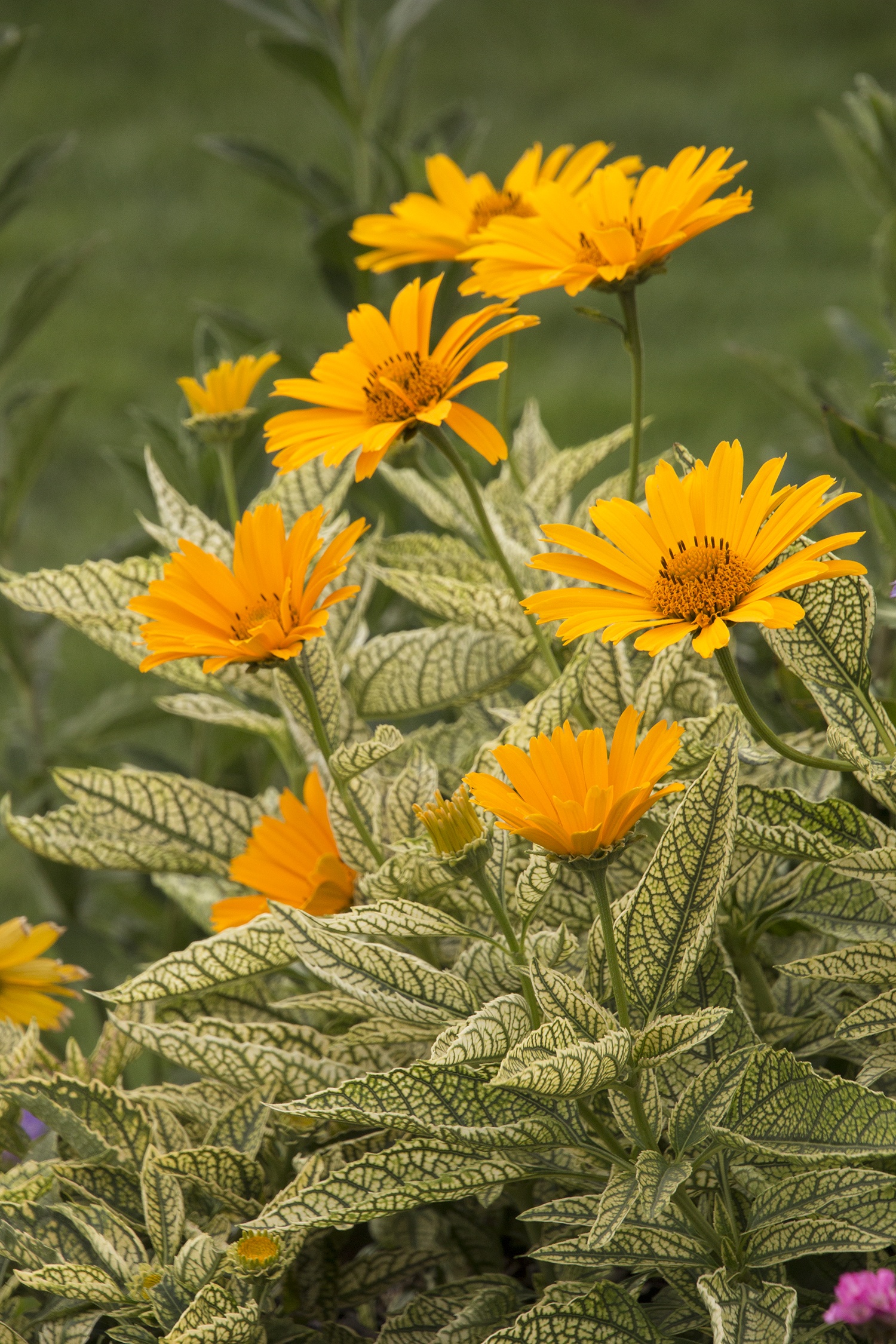 Sunstruck Oxeye Sunflower, Heliopsis helianthoides 'Sunstruck' PP #25,524