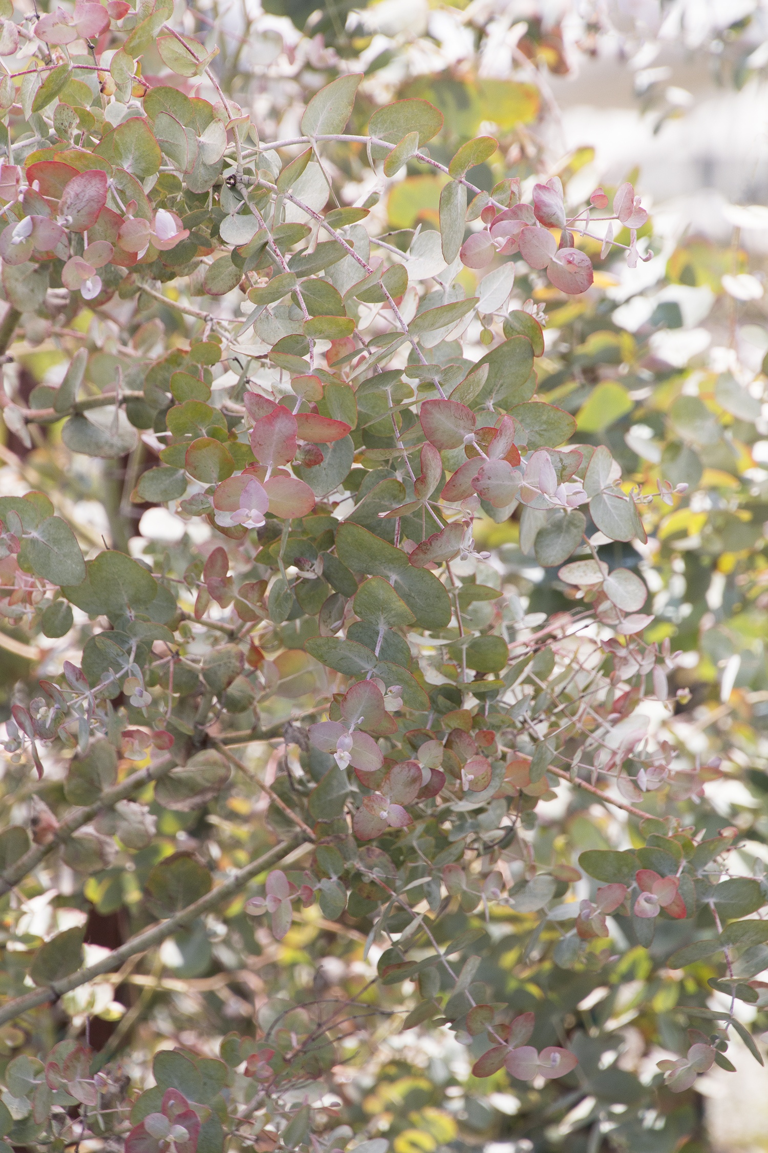 Silver Dollar Tree, Eucalyptus cinerea, Monrovia Plant
