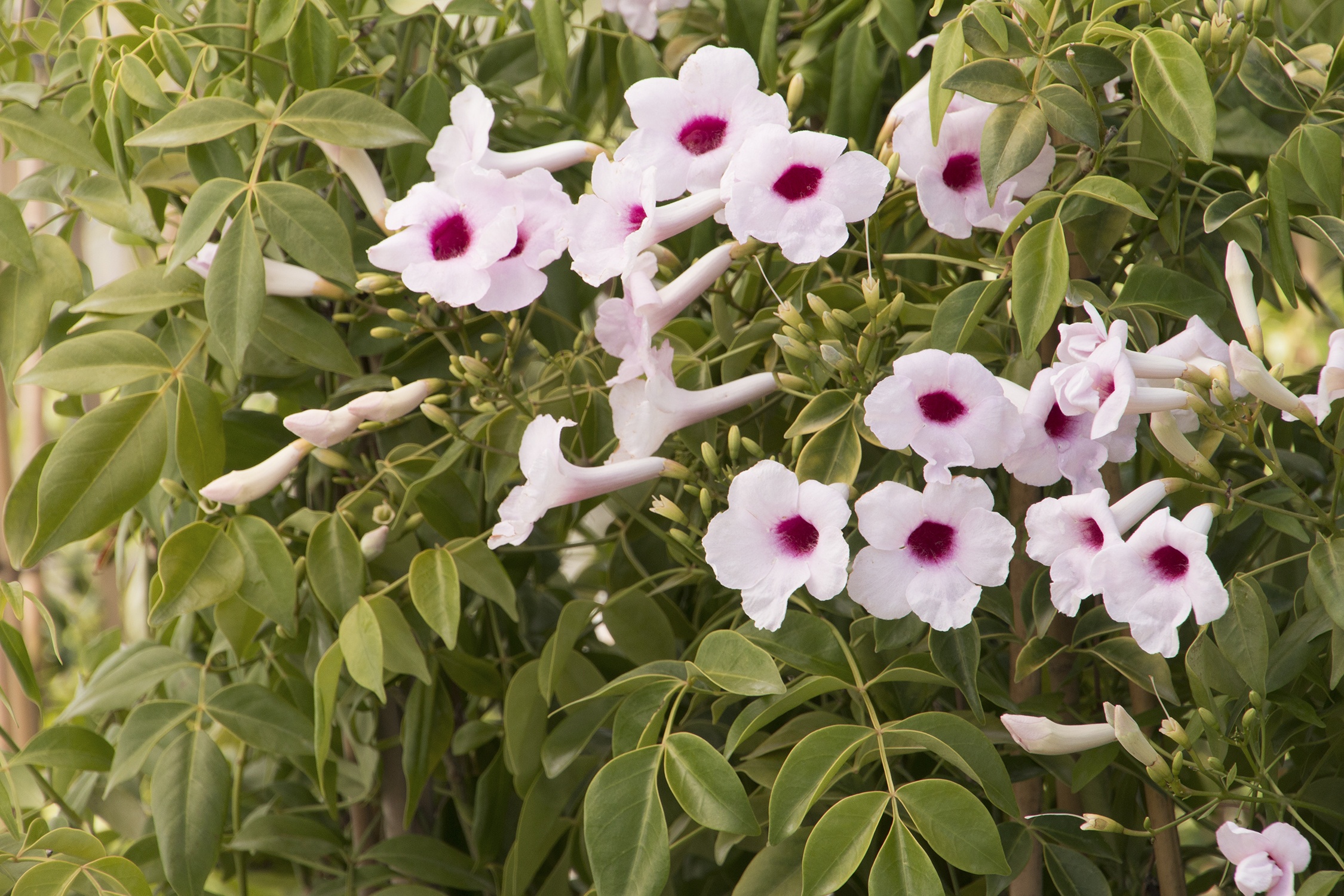 Pink Bower Vine, Pandorea jasminoides 'Rosea', Monrovia Plant