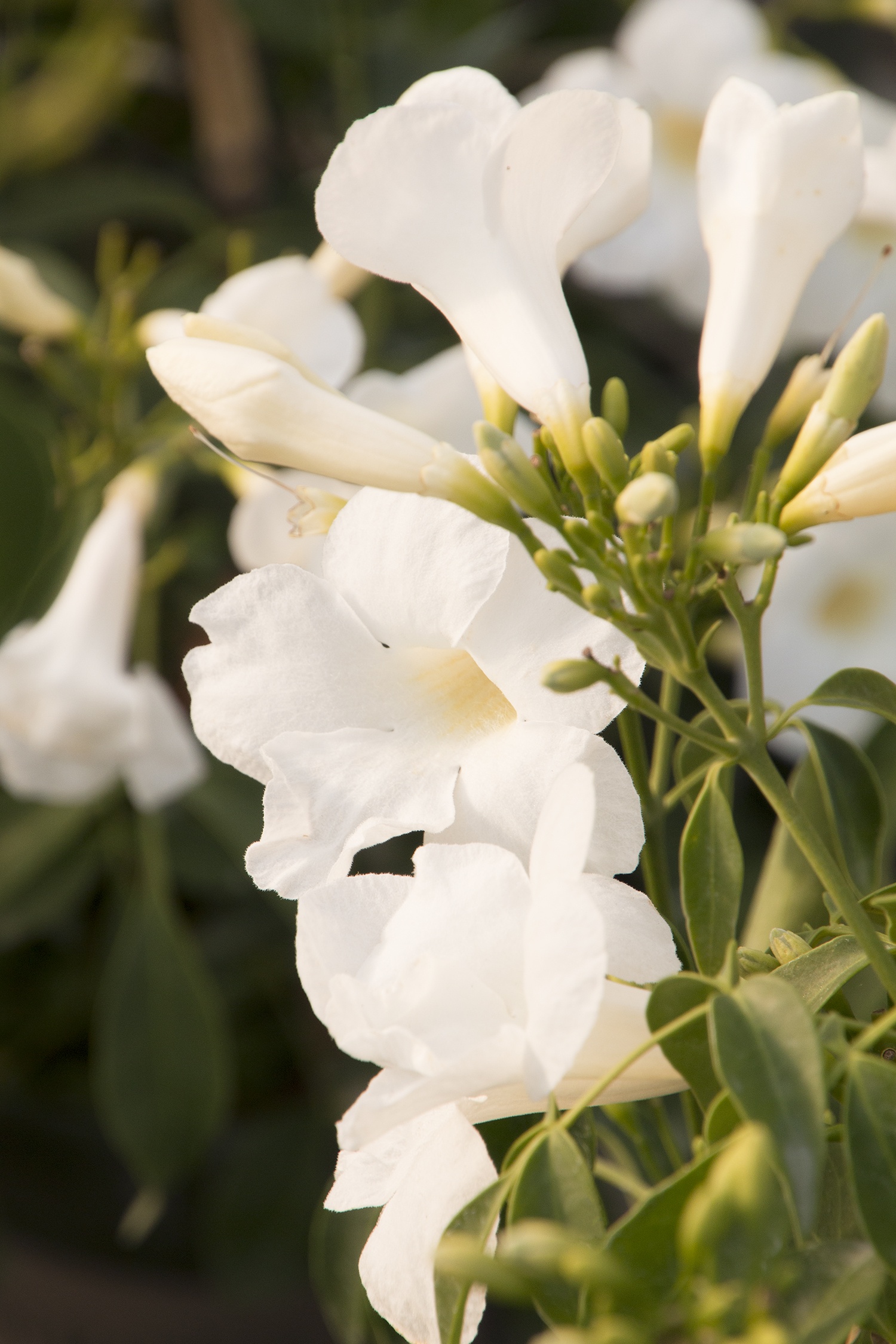 White Bower Vine, Pandorea jasminoides 'Lady Di', Monrovia Plant