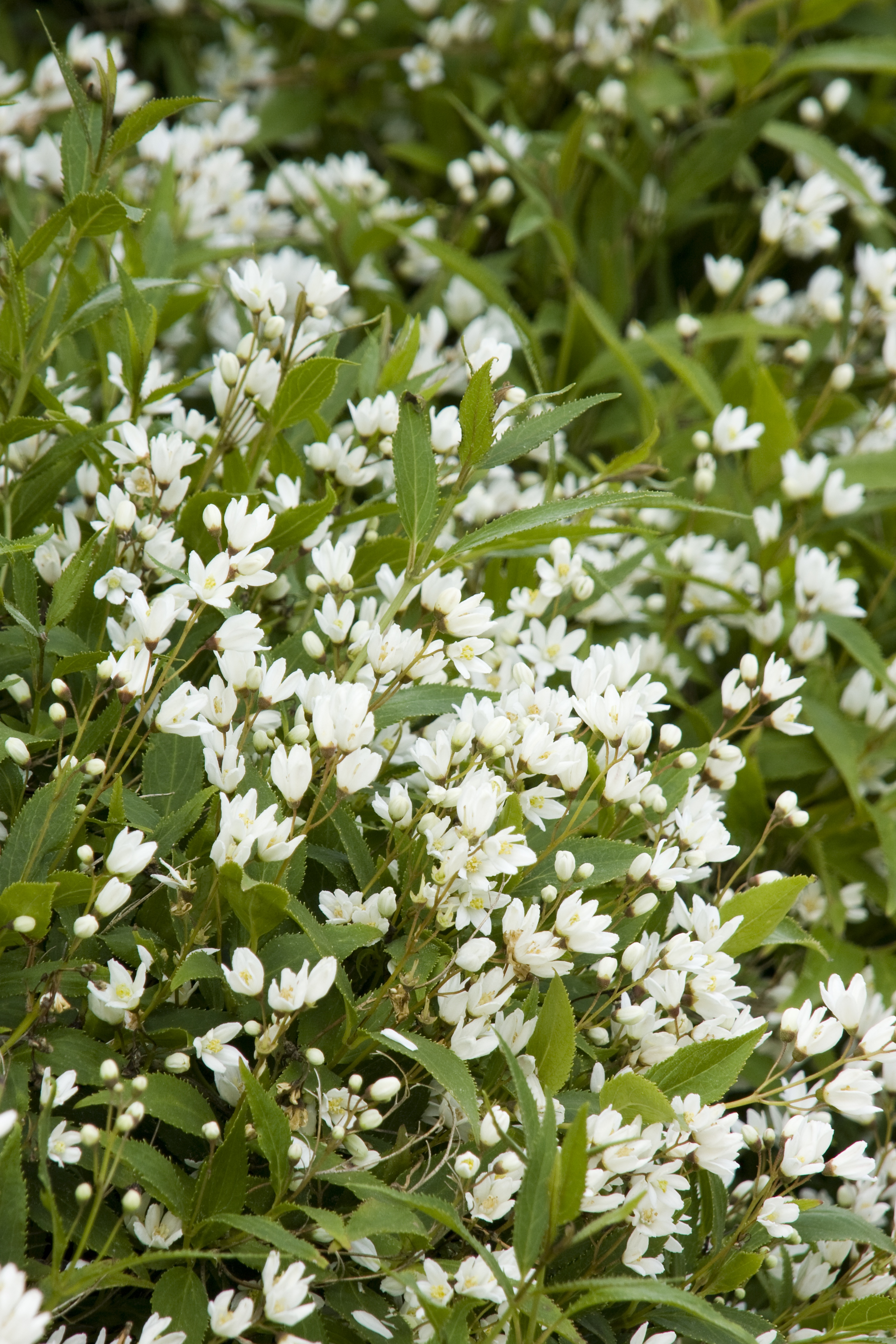 Dwarf Nikko Deutzia, Deutzia gracilis 'Nikko', Monrovia Plant