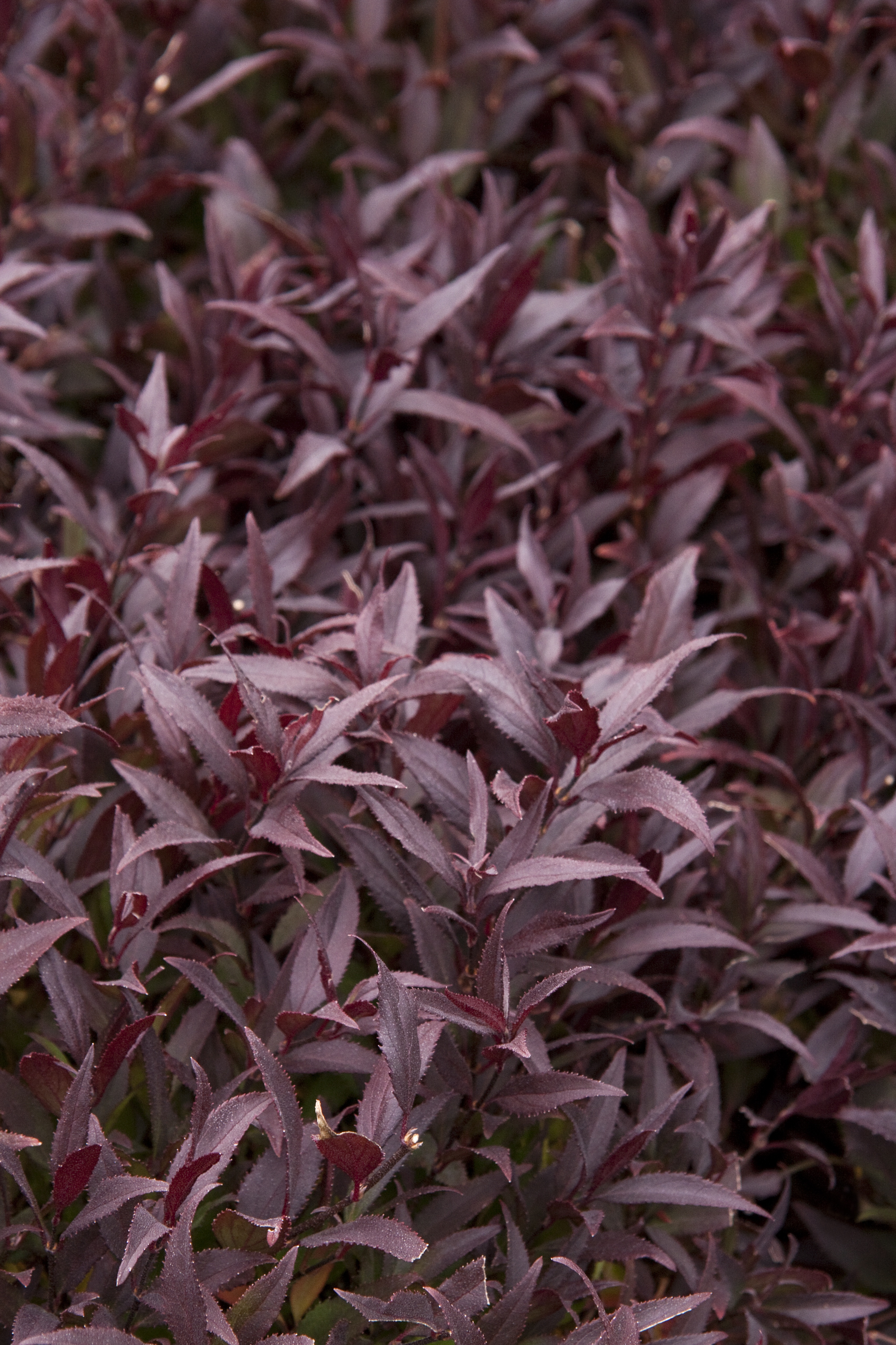 Dwarf Nikko Deutzia, Deutzia gracilis 'Nikko', Monrovia Plant