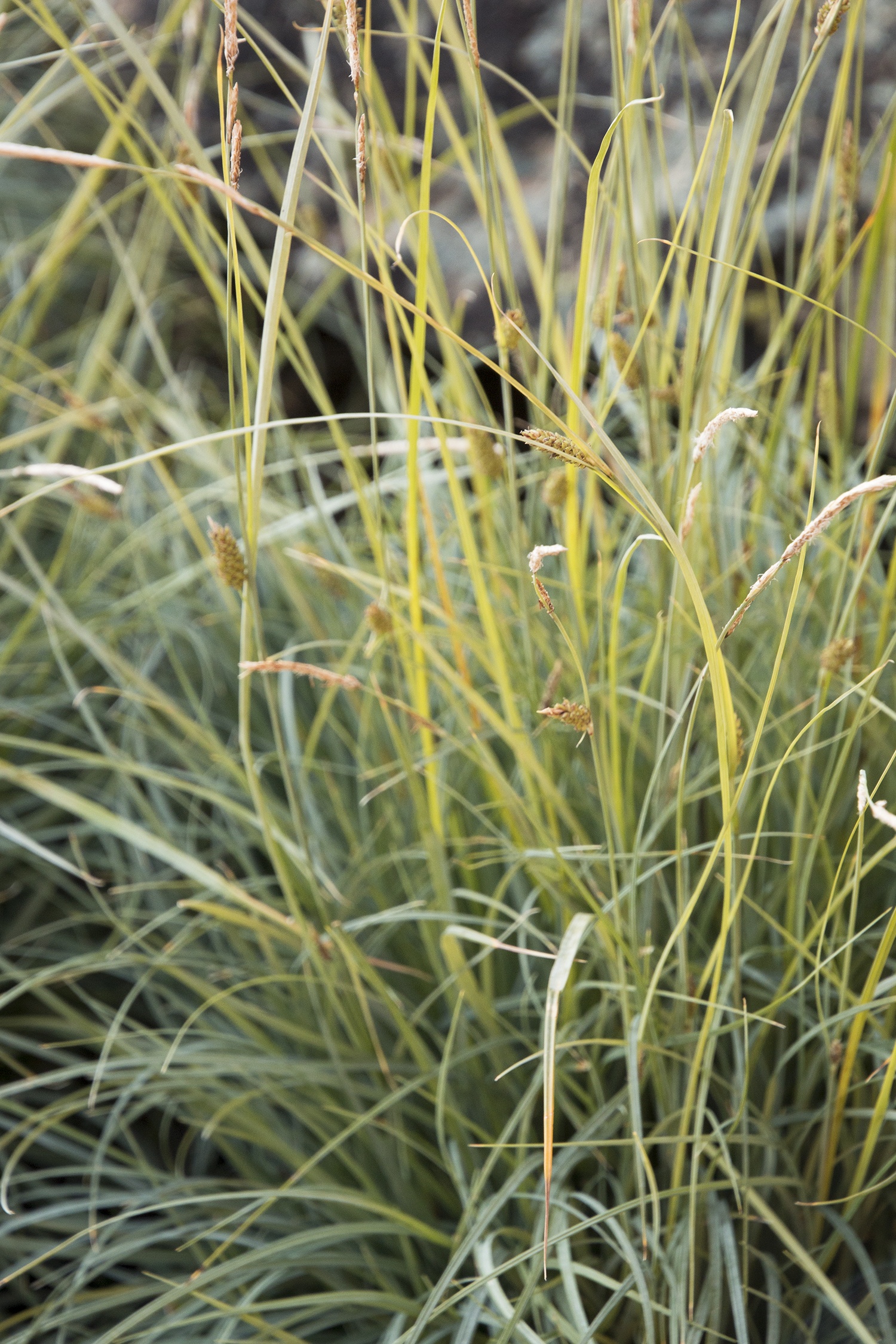 Blue Sedge, Carex glauca, Monrovia Plant