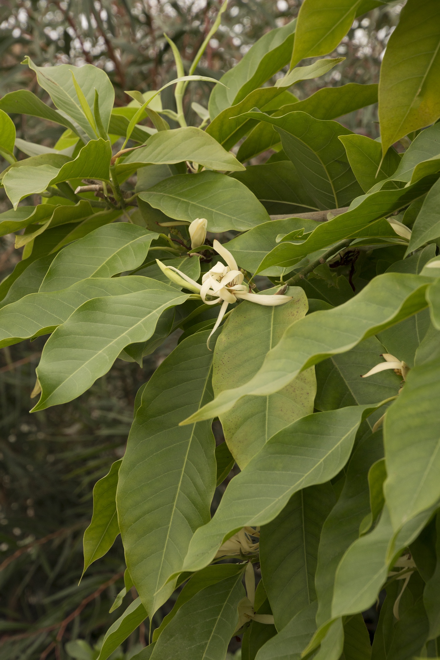 White Fragrant Himalayan Champaca, Michelia champaca 'Alba', Monrovia Plant