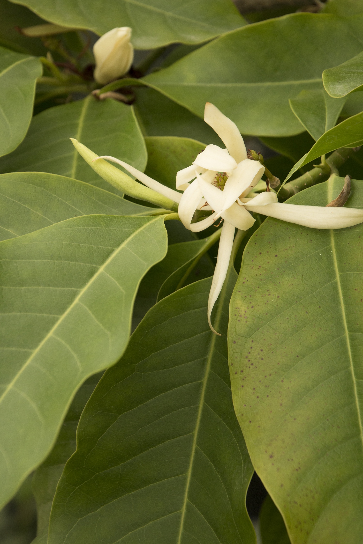 White Fragrant Himalayan Champaca, Michelia champaca 'Alba', Monrovia Plant