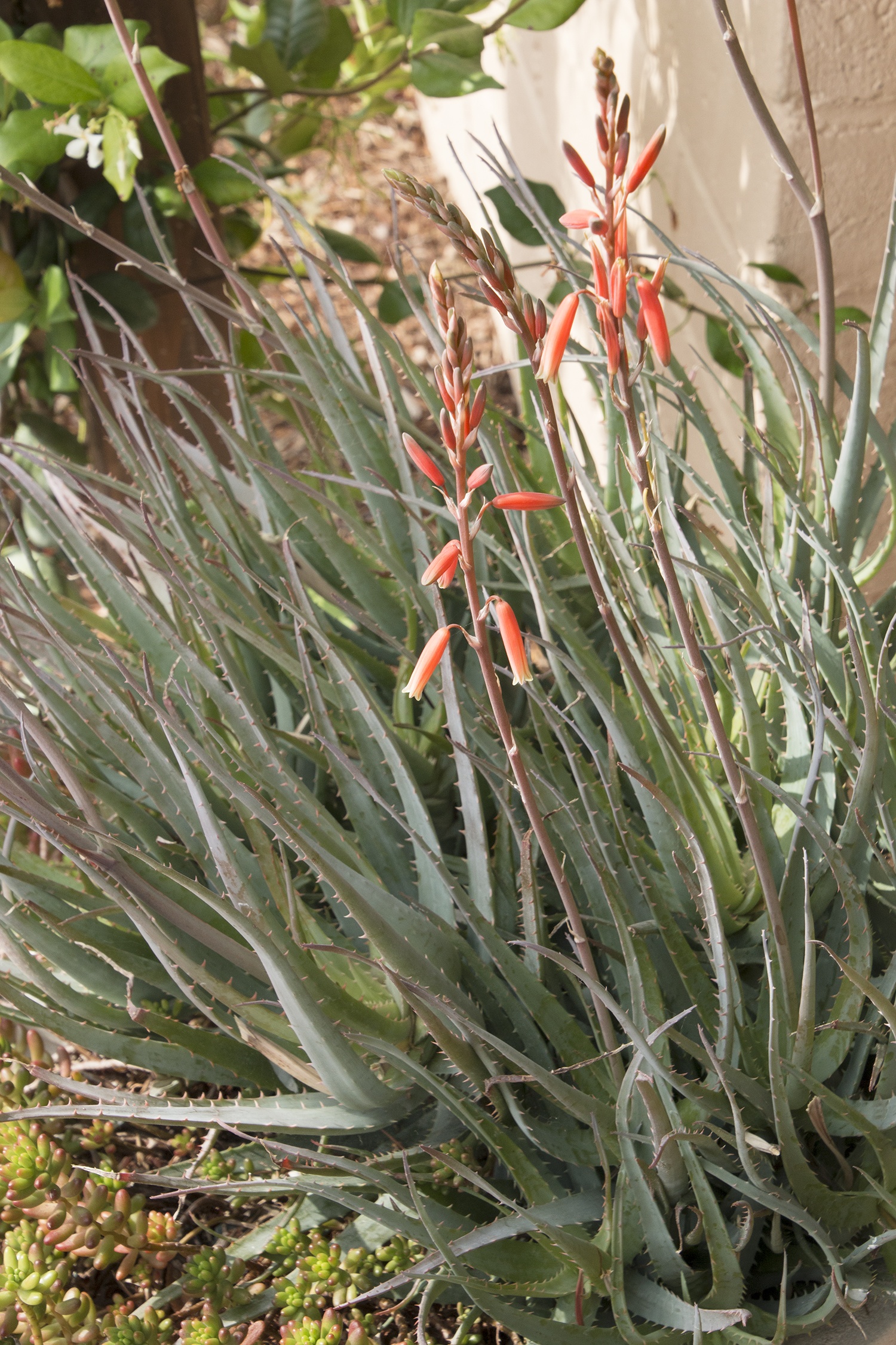 Blue Elf Aloe, Aloe 'Blue Elf', Monrovia Plant