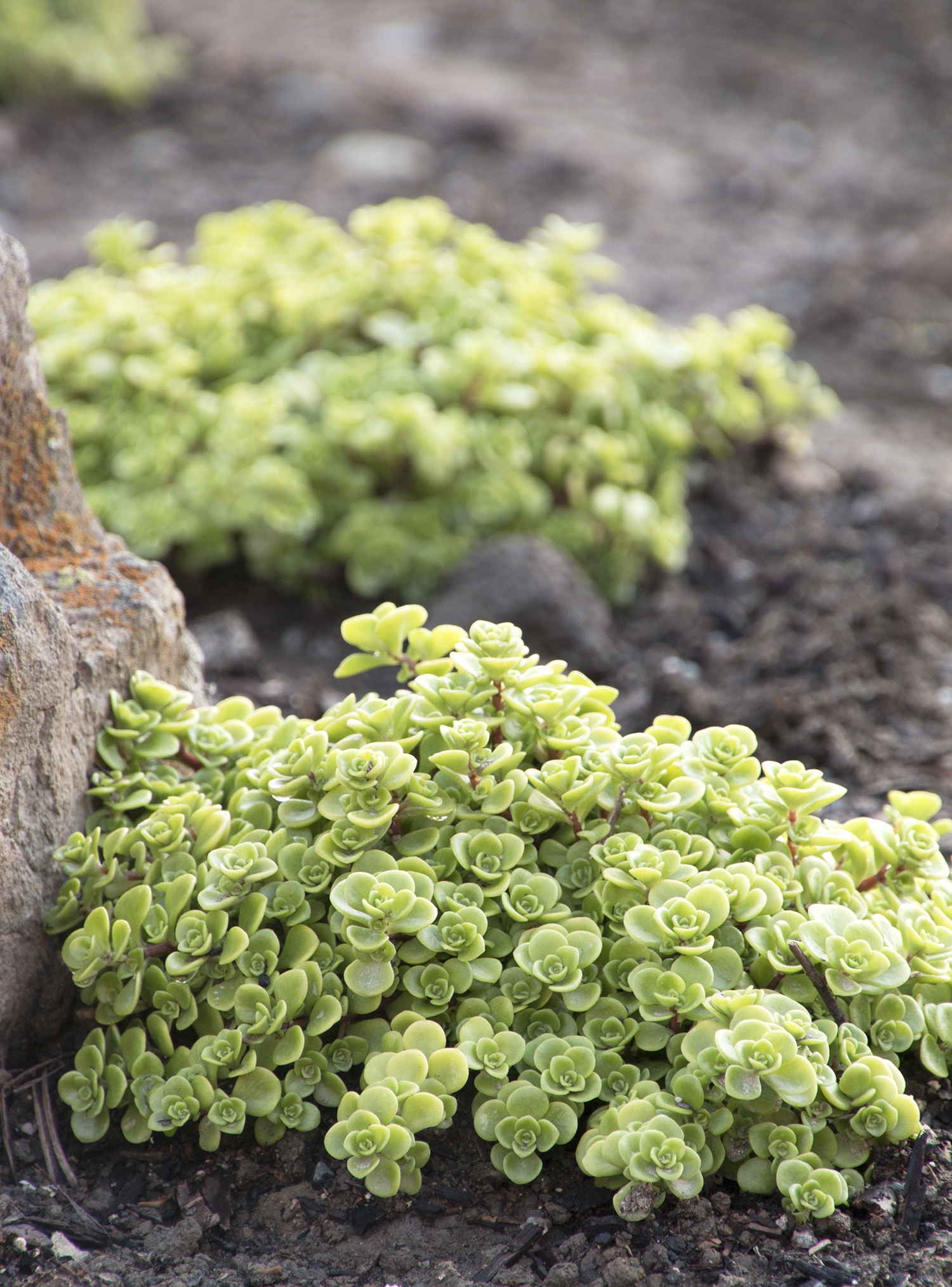 Limelight Japanese Stonecrop, Sedum makinoi 'Limelight', Monrovia Plant