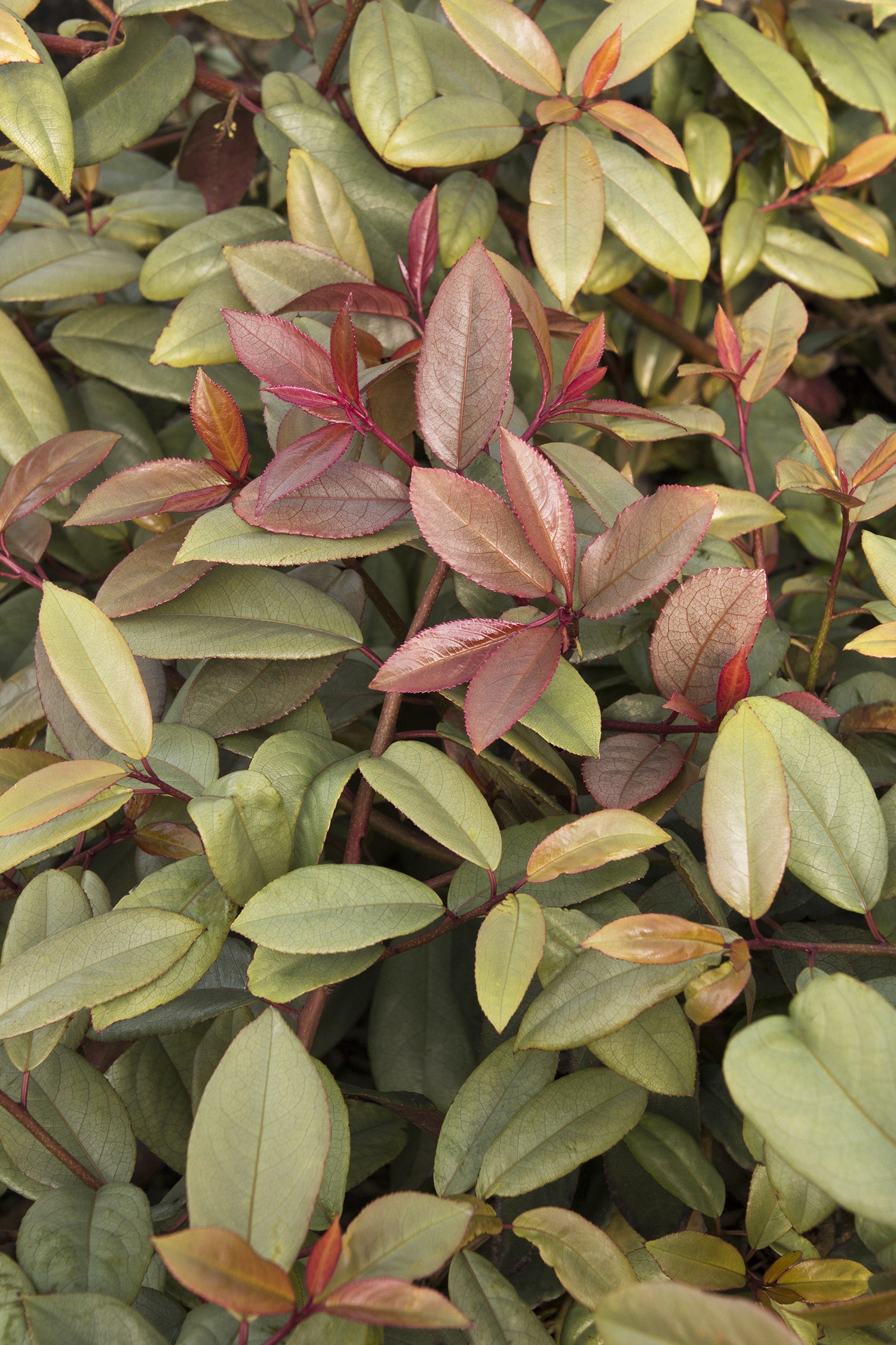 Copper Flame® Winter Spike, Stachyurus yunnanensis 'Djhstcynis'