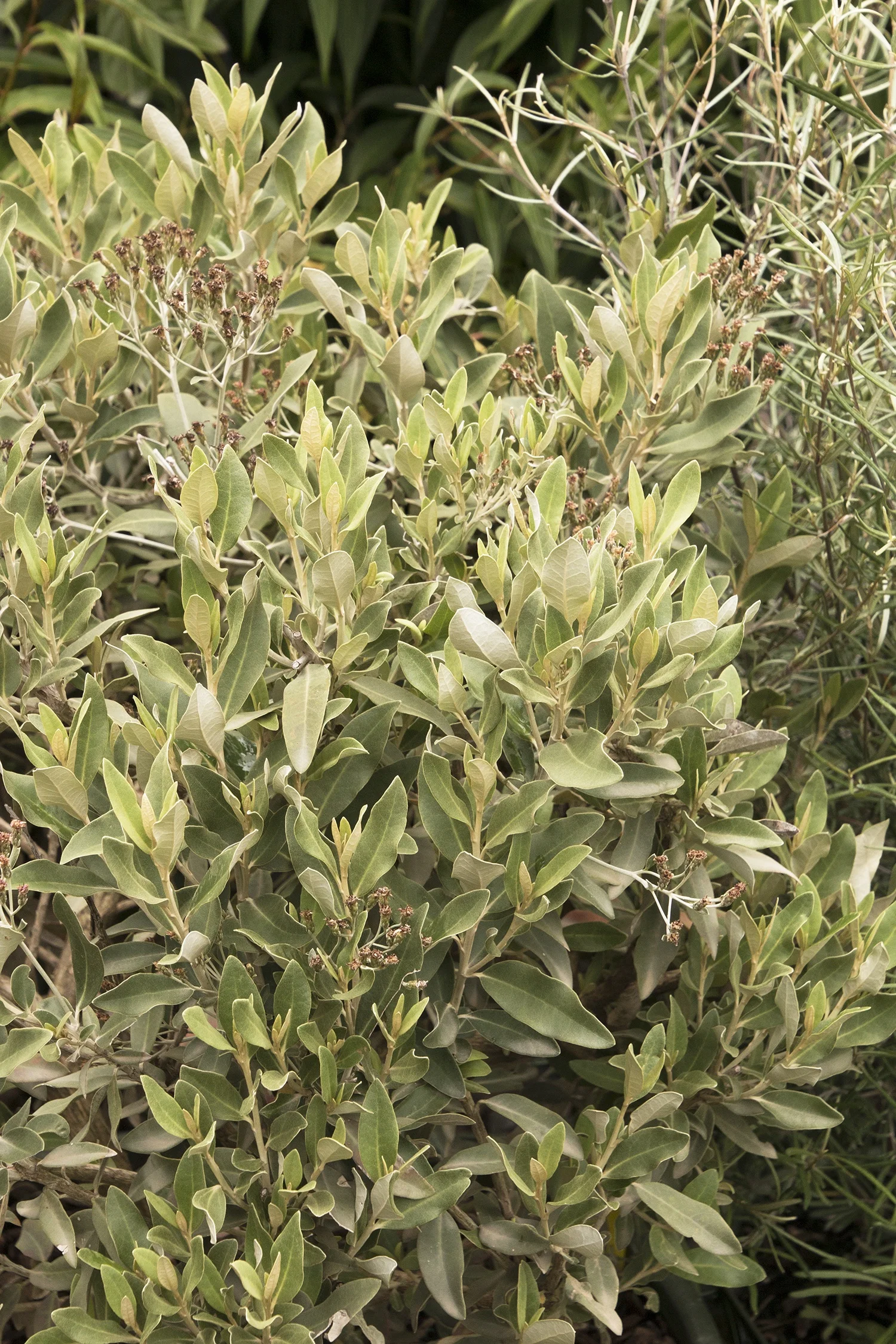 Aotearoa Daisy™ Streamside Tree Daisy, Olearia cheesmanii, Monrovia Plant