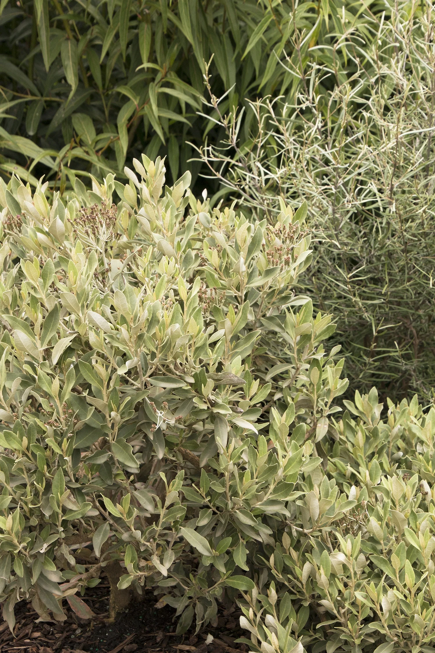 Aotearoa Daisy™ Streamside Tree Daisy, Olearia cheesmanii, Monrovia Plant