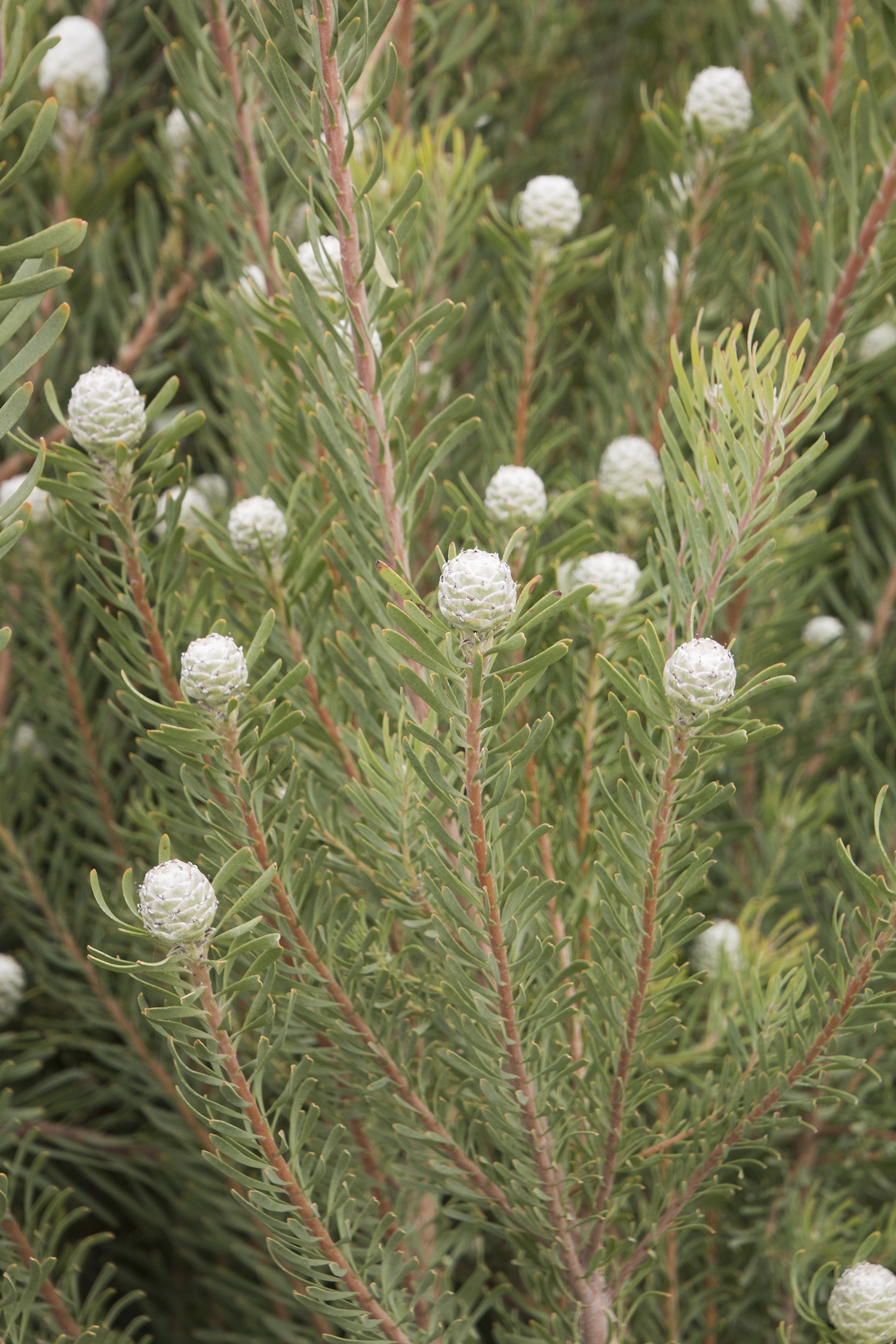 Silver Cone Galpin's Conebush, Leucadendron galpinii 'Silver Cone'