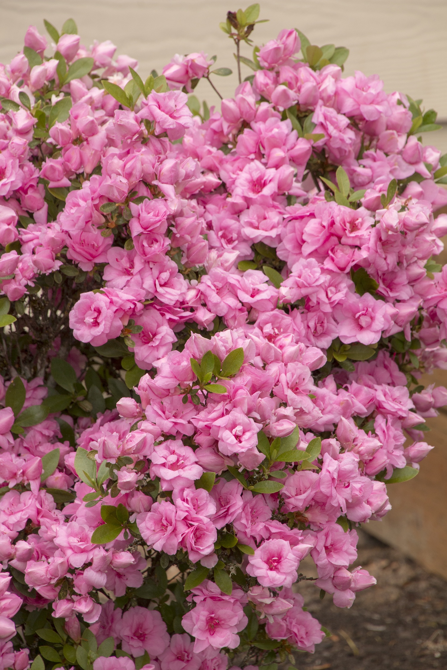Rosebud Azalea, Azalea x 'Rosebud' (Gable Hybrid), Monrovia Plant