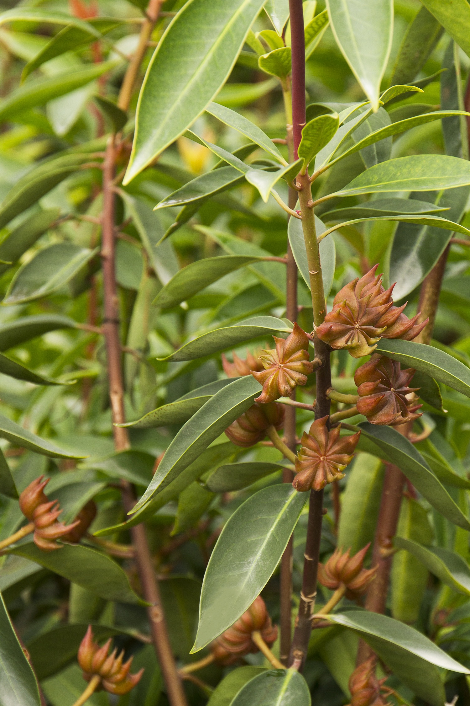 Anise Tree, Illicium simonsii, Monrovia Plant