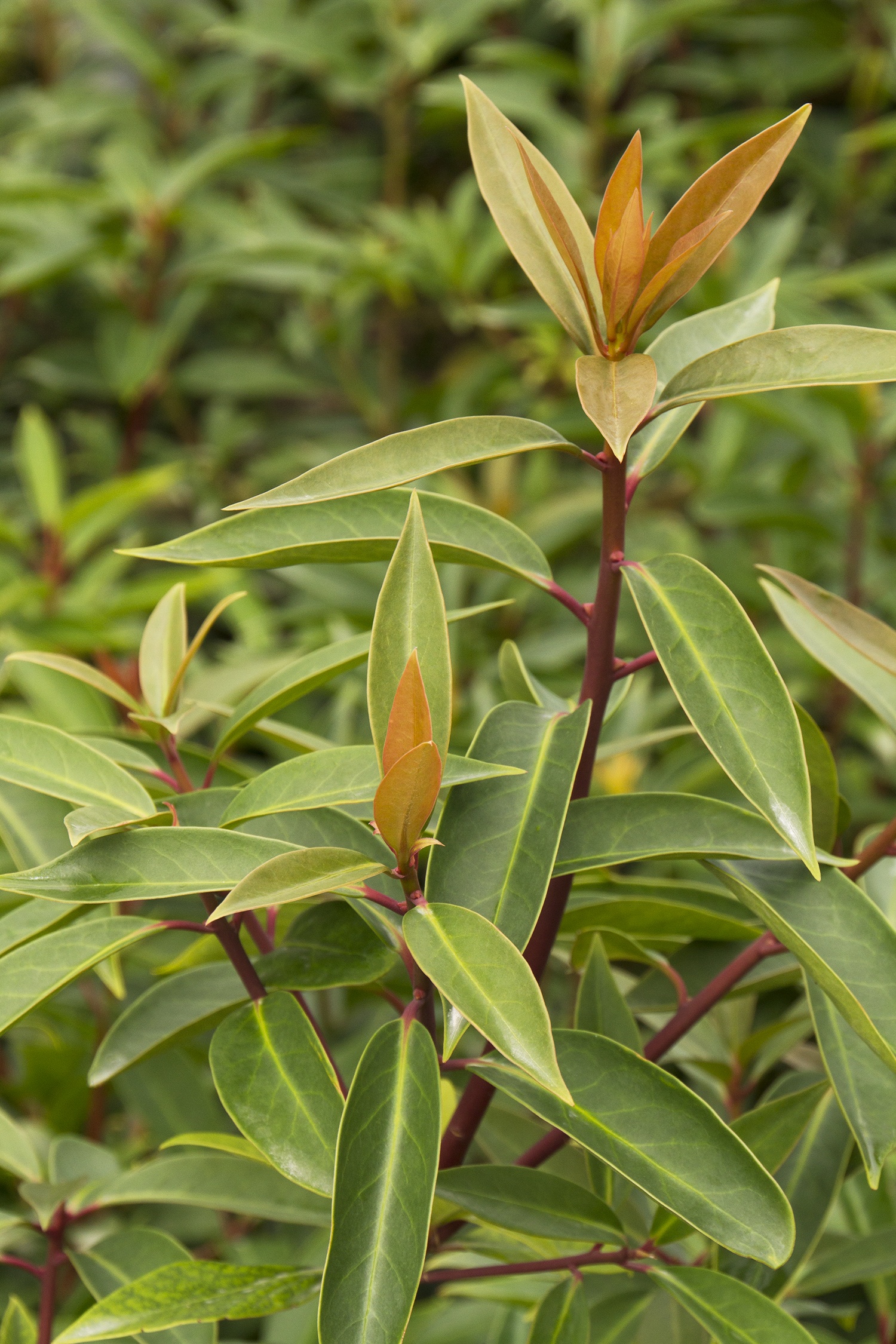 Anise Tree, Illicium simonsii, Monrovia Plant