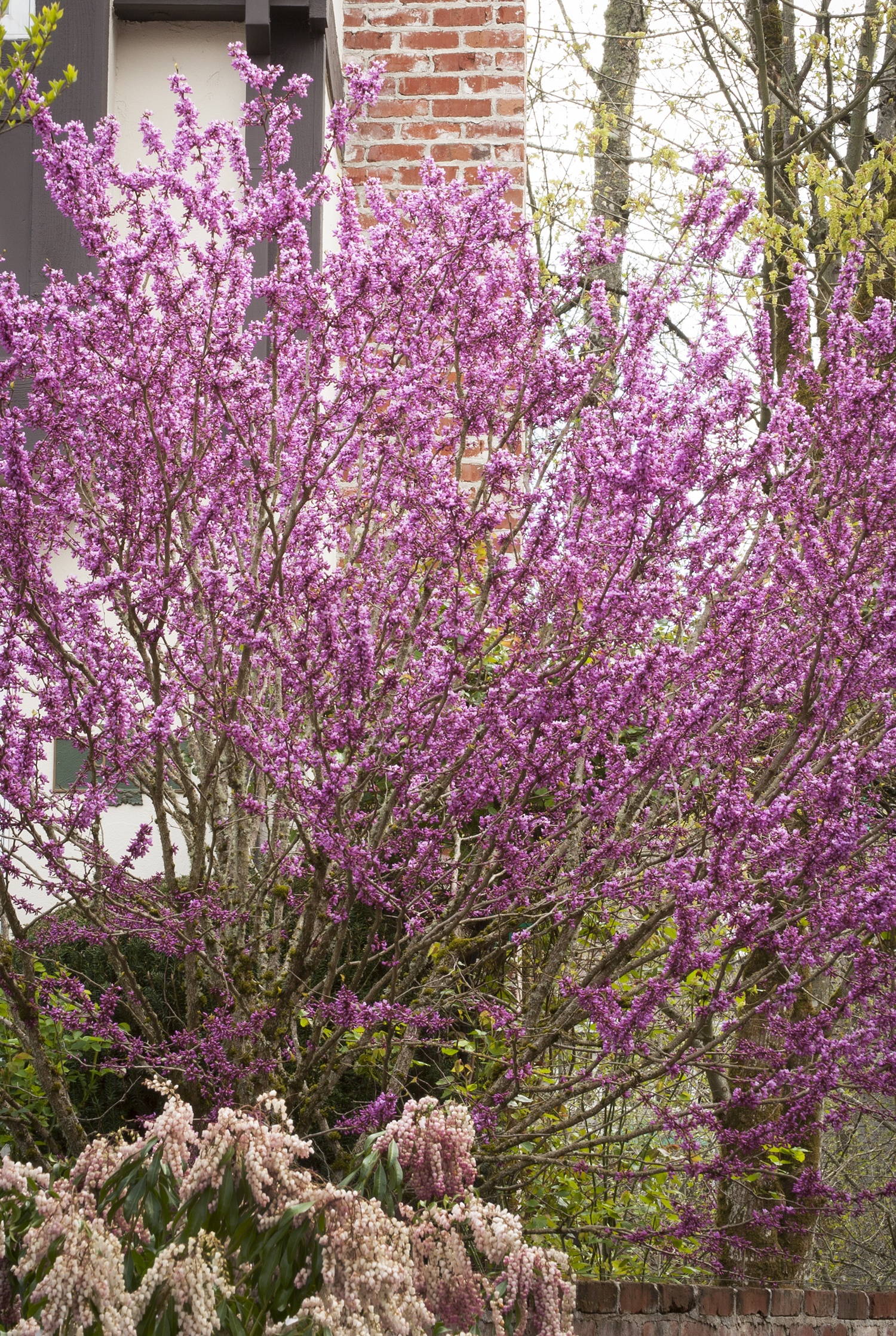 Avondale Redbud, Cercis chinensis 'Avondale', Monrovia Plant