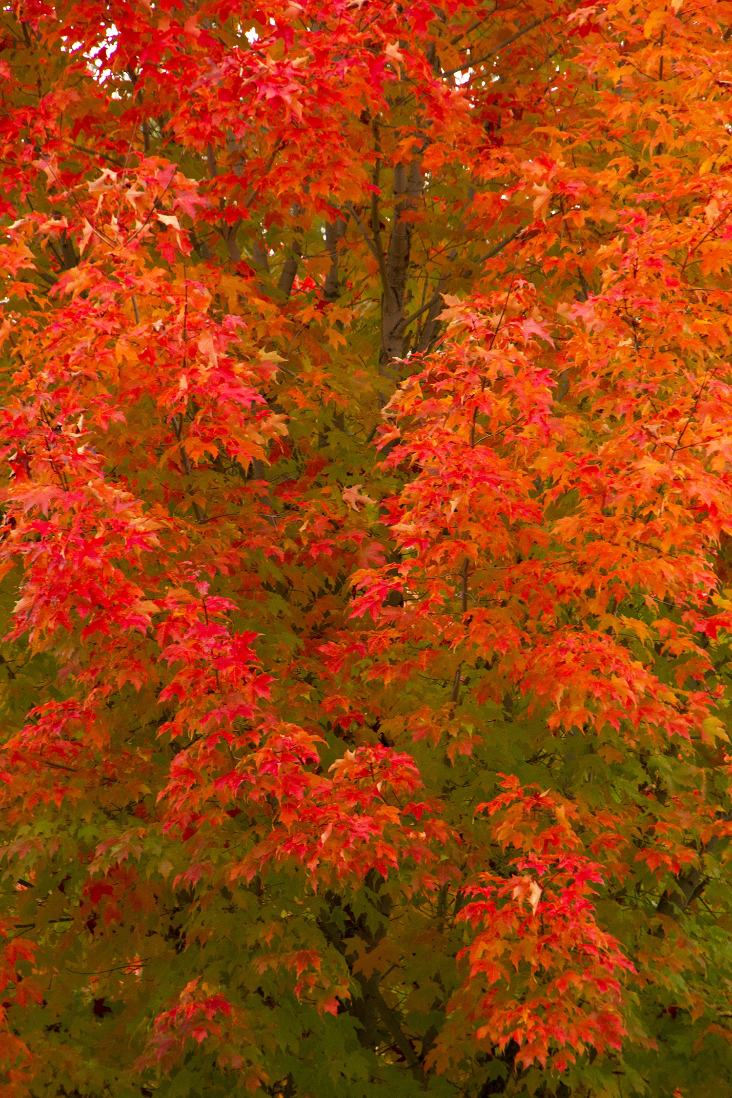 October Glory® Red Maple, Acer rubrum 'PNI 0268', Monrovia Plant