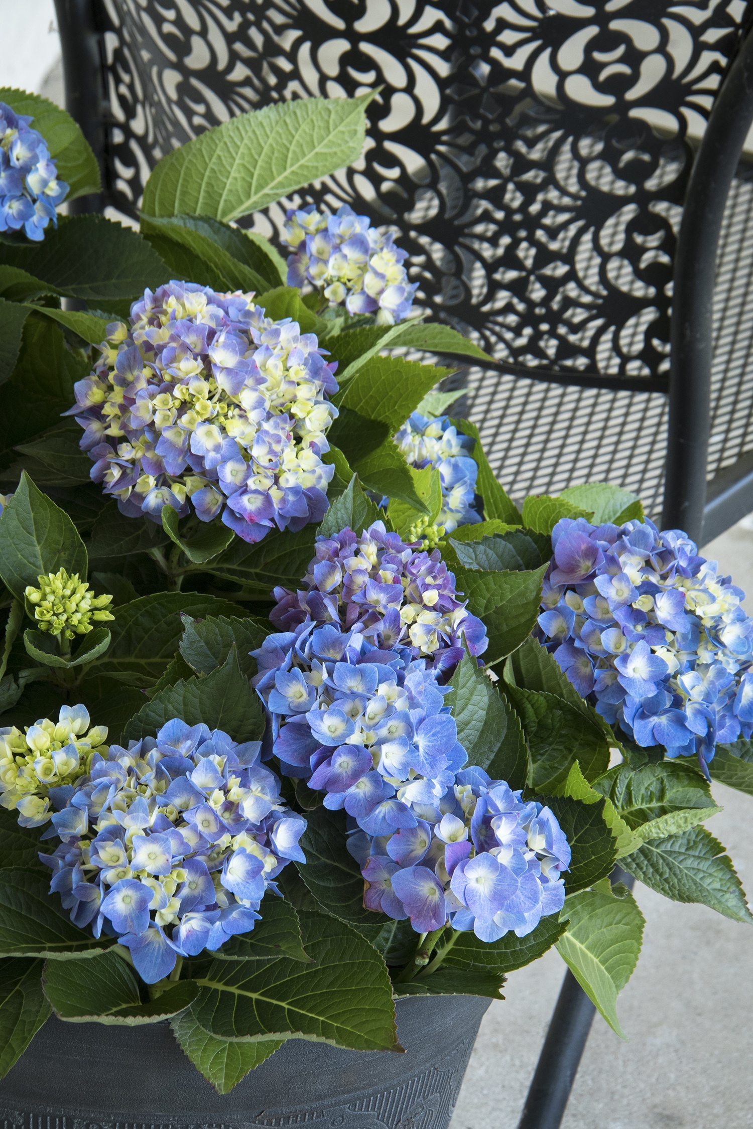Seaside Serenade® Cape Cod Hydrangea, Monrovia Plant