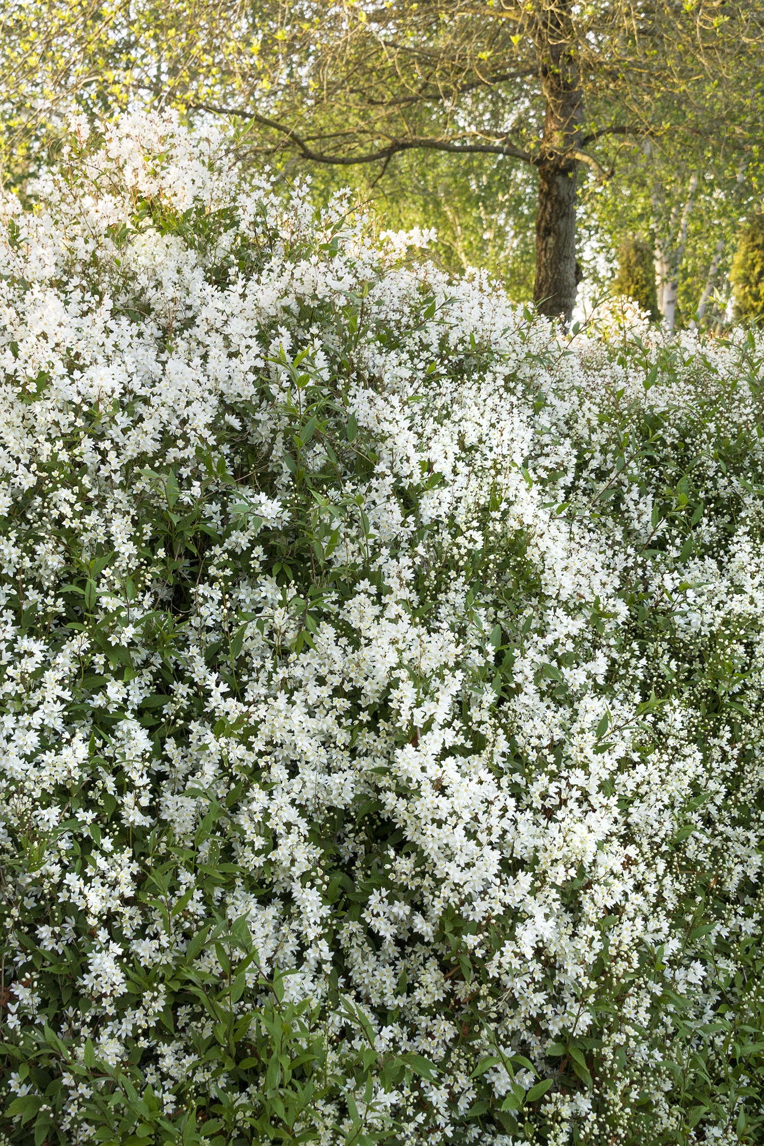 Dwarf Nikko Deutzia, Deutzia gracilis 'Nikko', Monrovia Plant