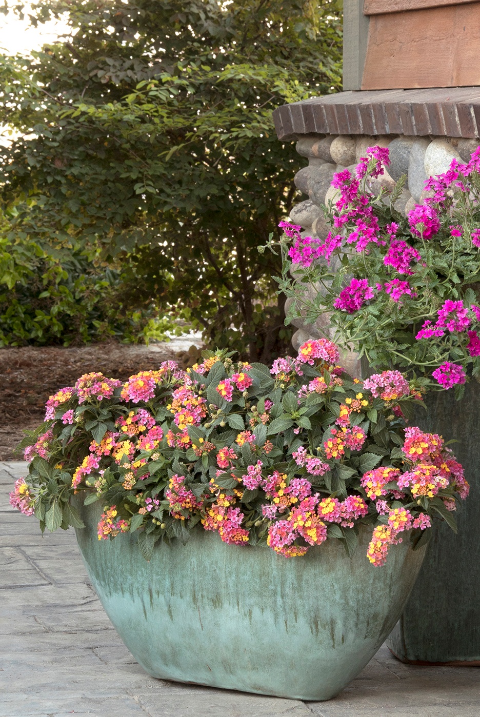 Patriot™ Rainbow Compact Lantana, Lantana camara 'Robpatrai'