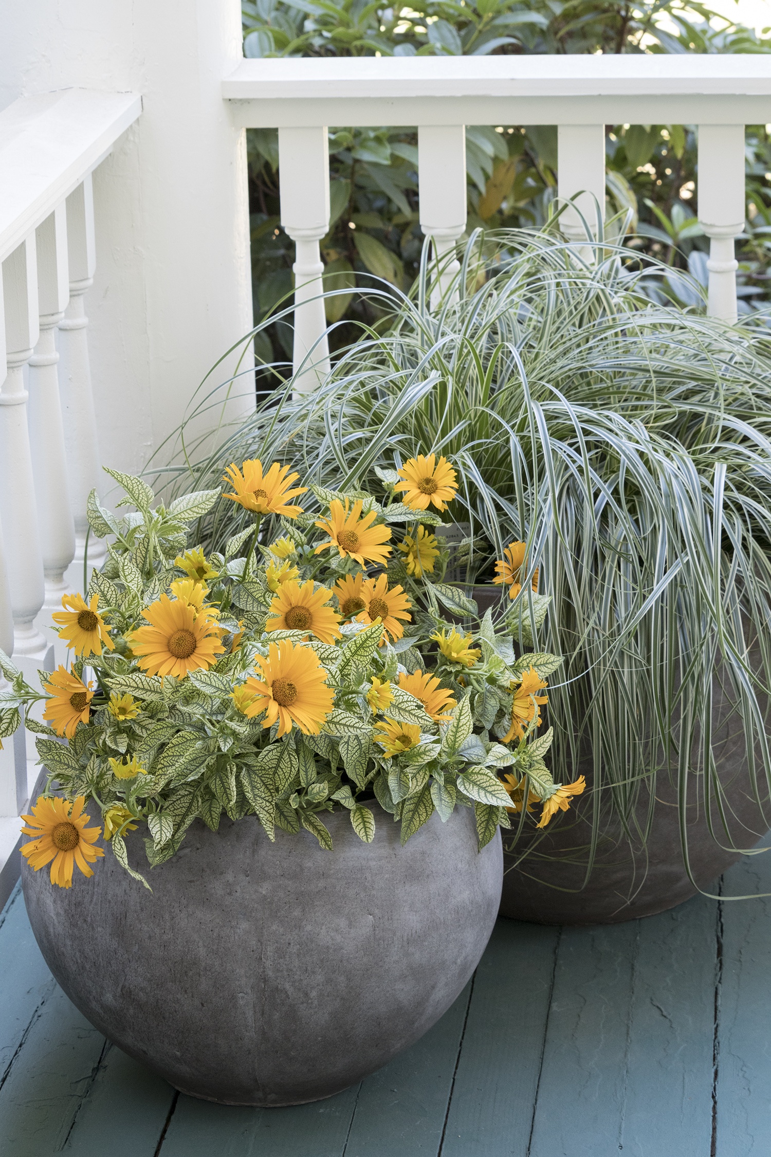 Sunstruck Oxeye Sunflower, Heliopsis helianthoides 'Sunstruck' PP #25,524