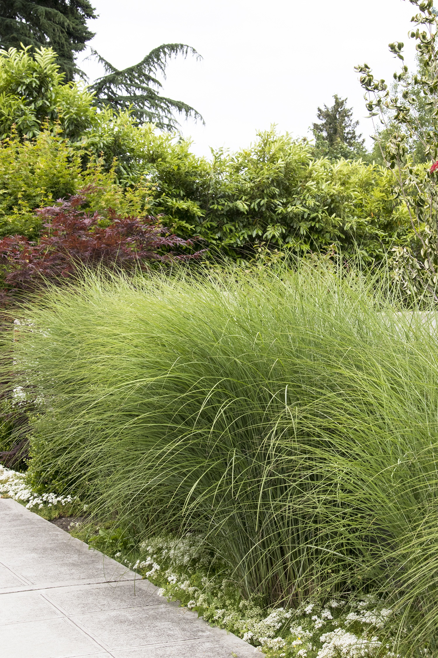 Maiden Grass, Miscanthus sinensis 'Gracillimus', Monrovia Plant