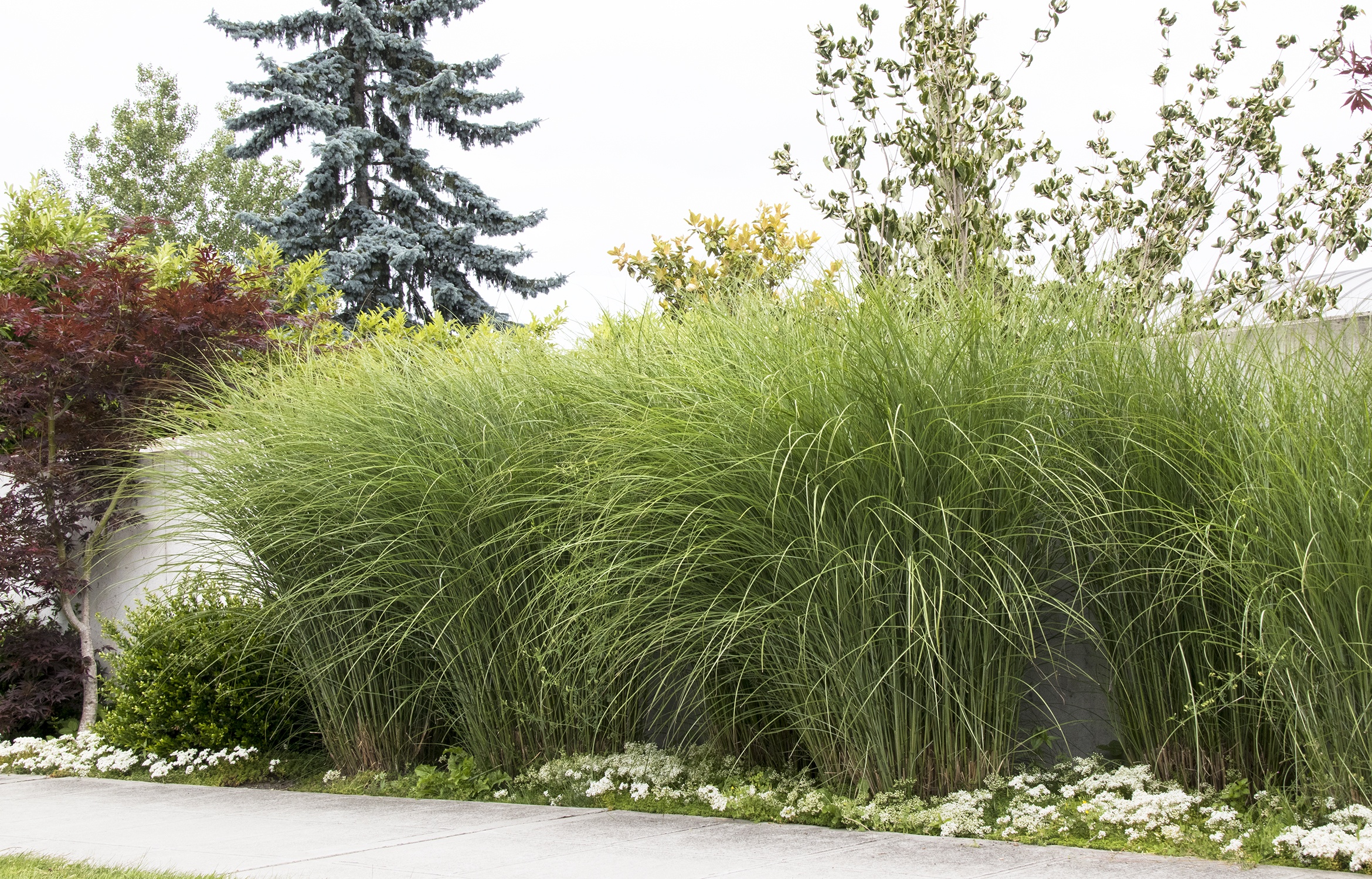 Maiden Grass, Miscanthus sinensis 'Gracillimus', Monrovia Plant